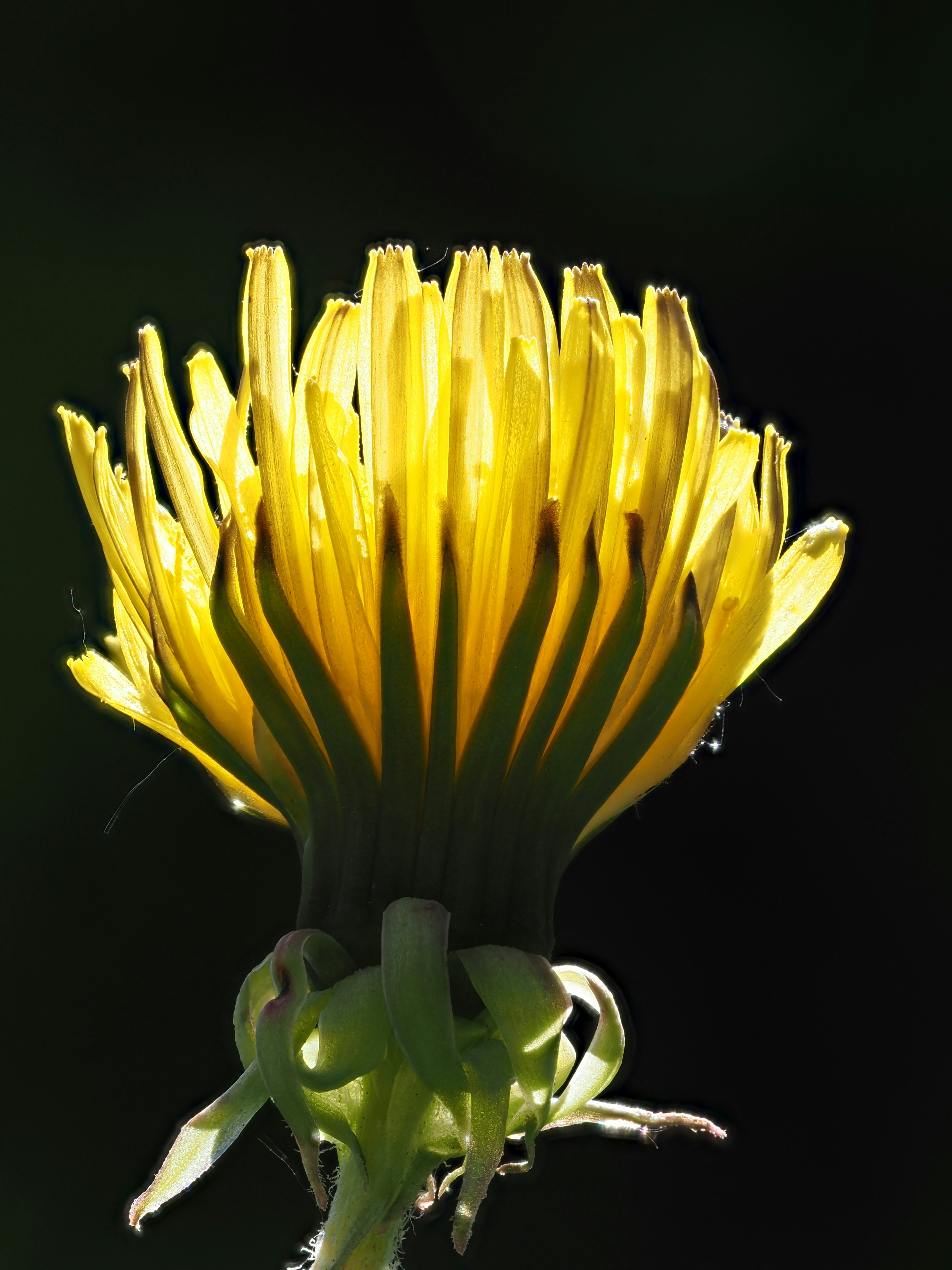Sunlit Crown: a backlit macro study of a yellow bloom against darkness