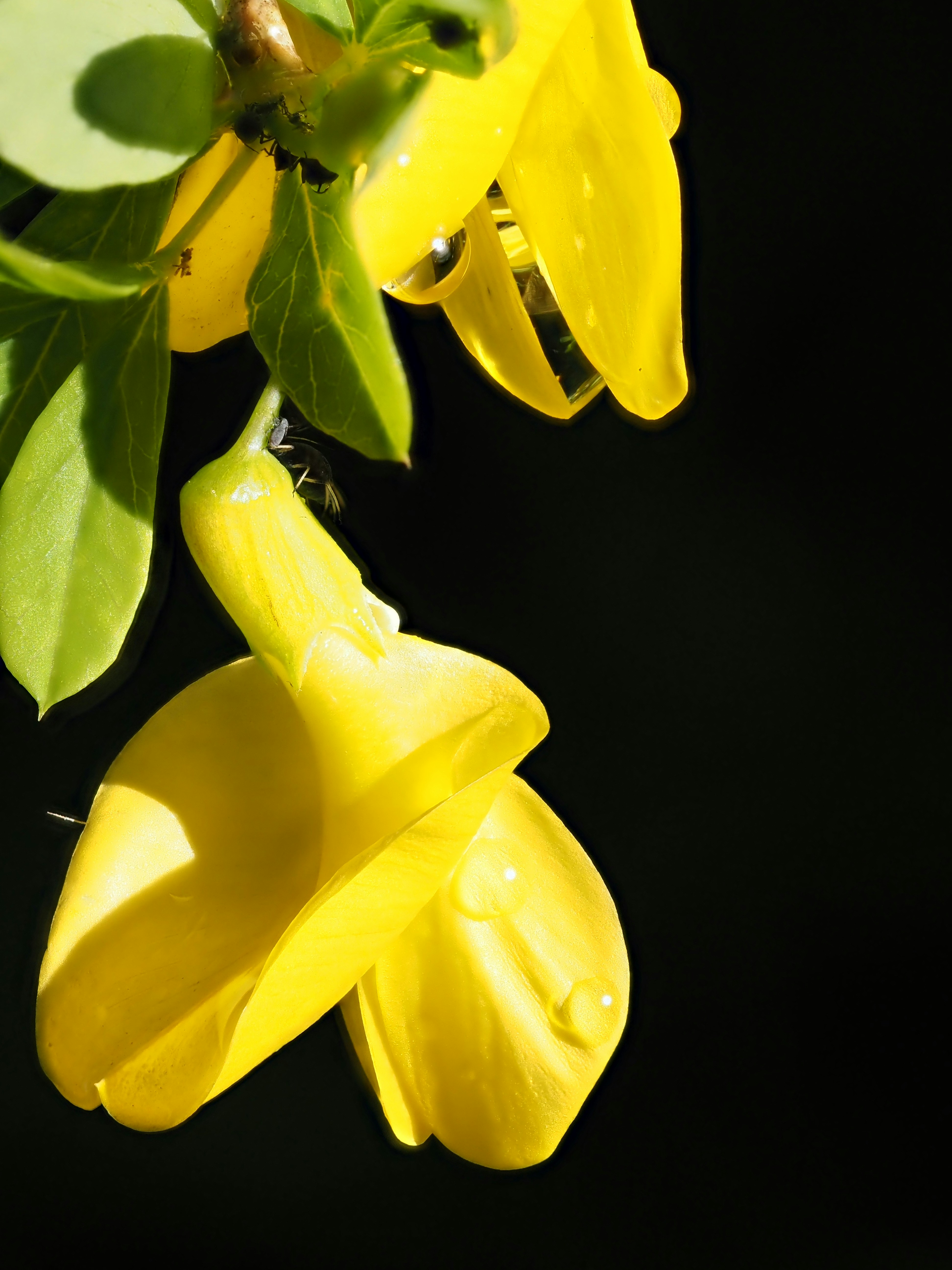 Golden Bell Blossoms in a Velvet Black Backdrop