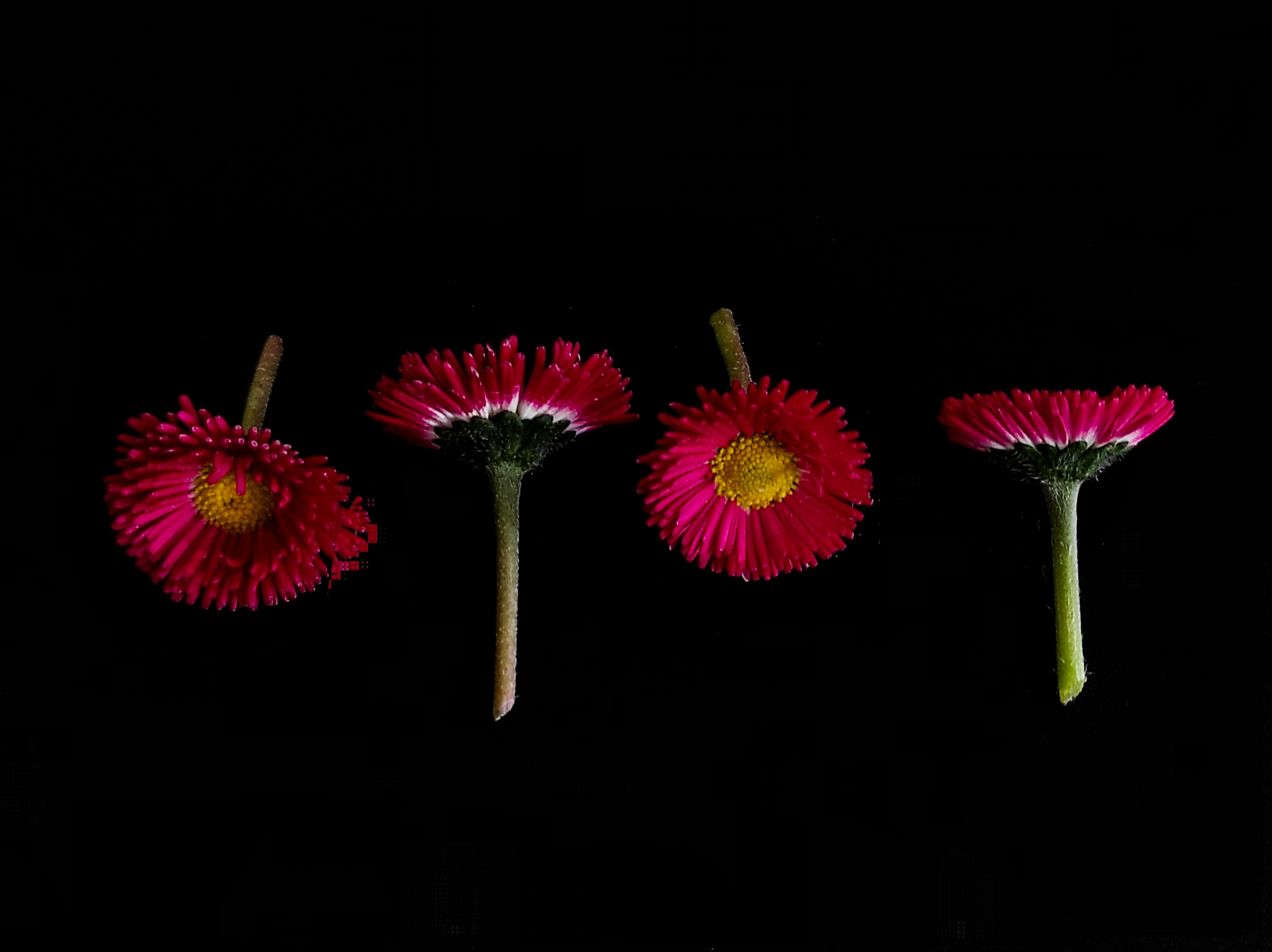 Four crimson daisies lie against a black background, petals sharply lit and centers glowing yellow. A studio-style capture isolating the floral subjects.