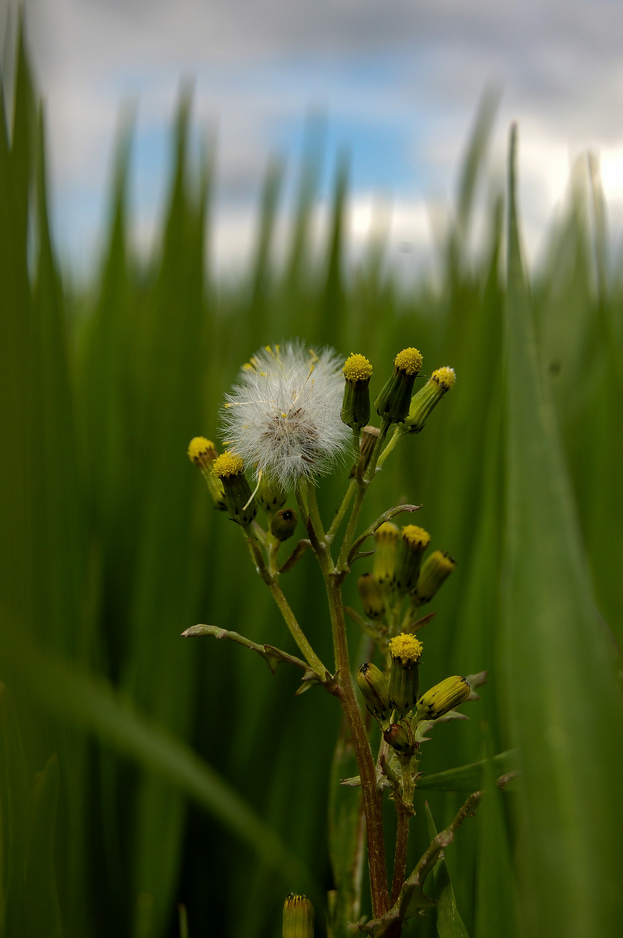 Dandelion Crown: A Close-Up Amid Tall Grass