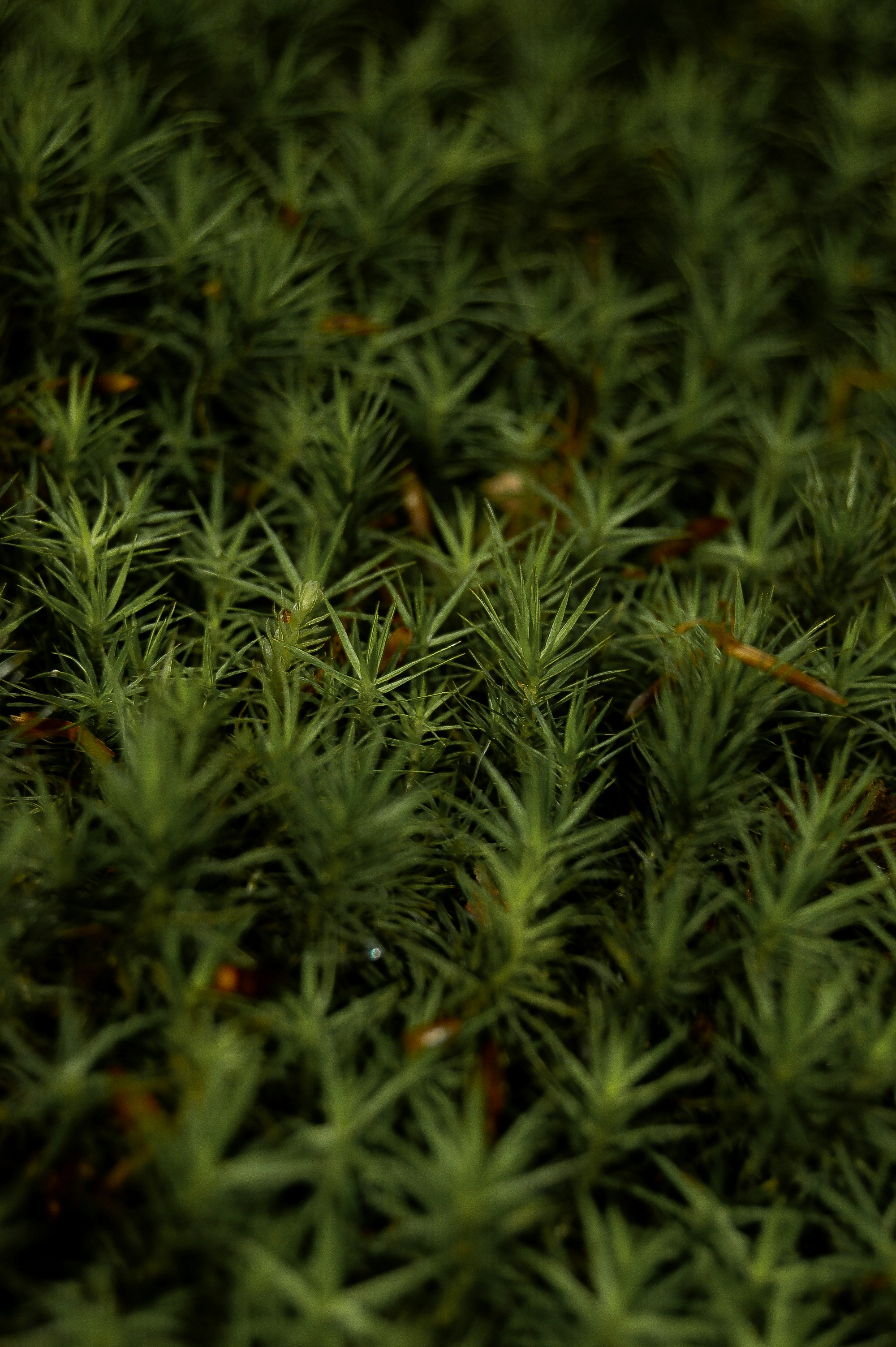 Emerald Rosette Field: Macro Portrait of Star Moss