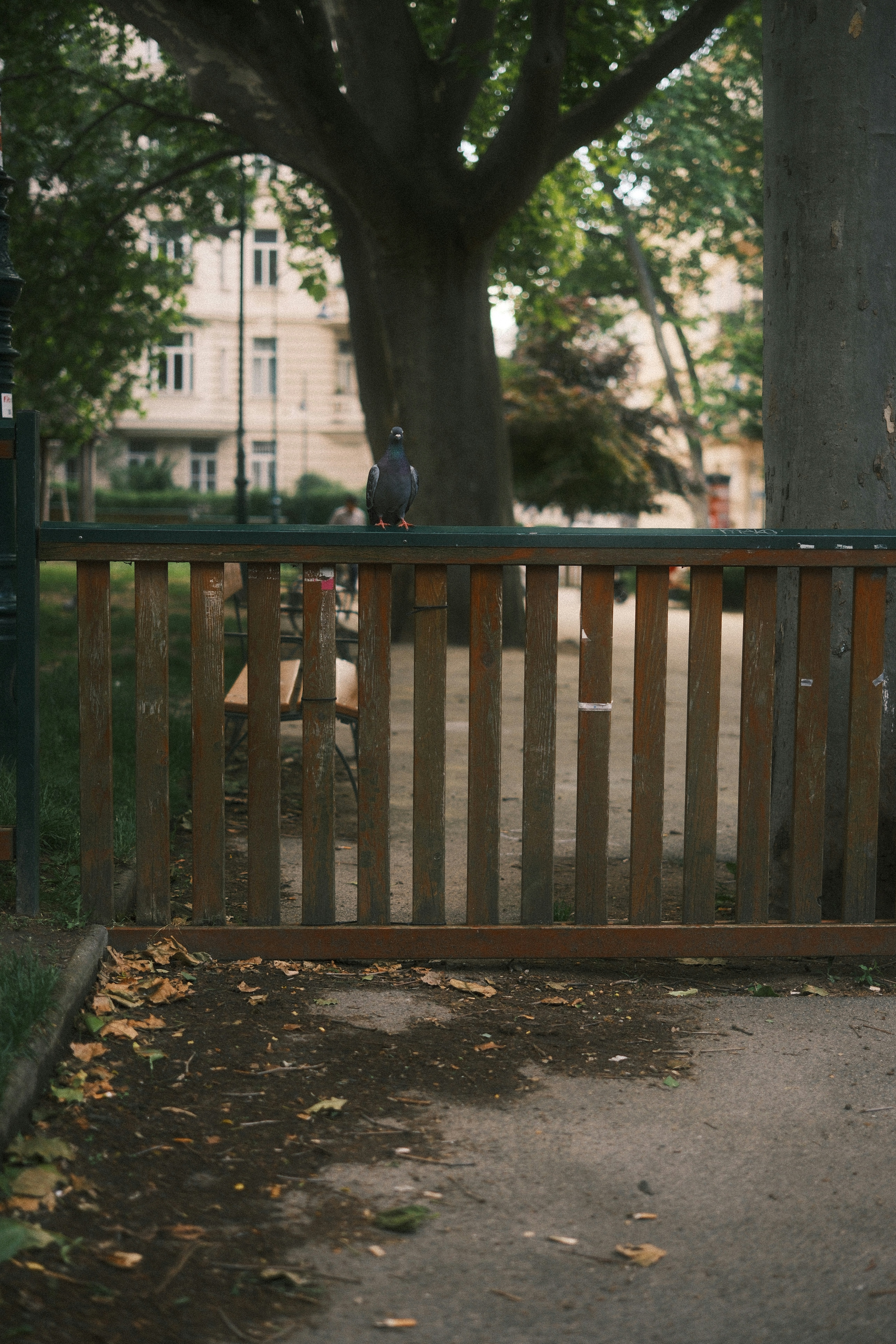 A dove sitting in front of a tree on a playground looking in the camera