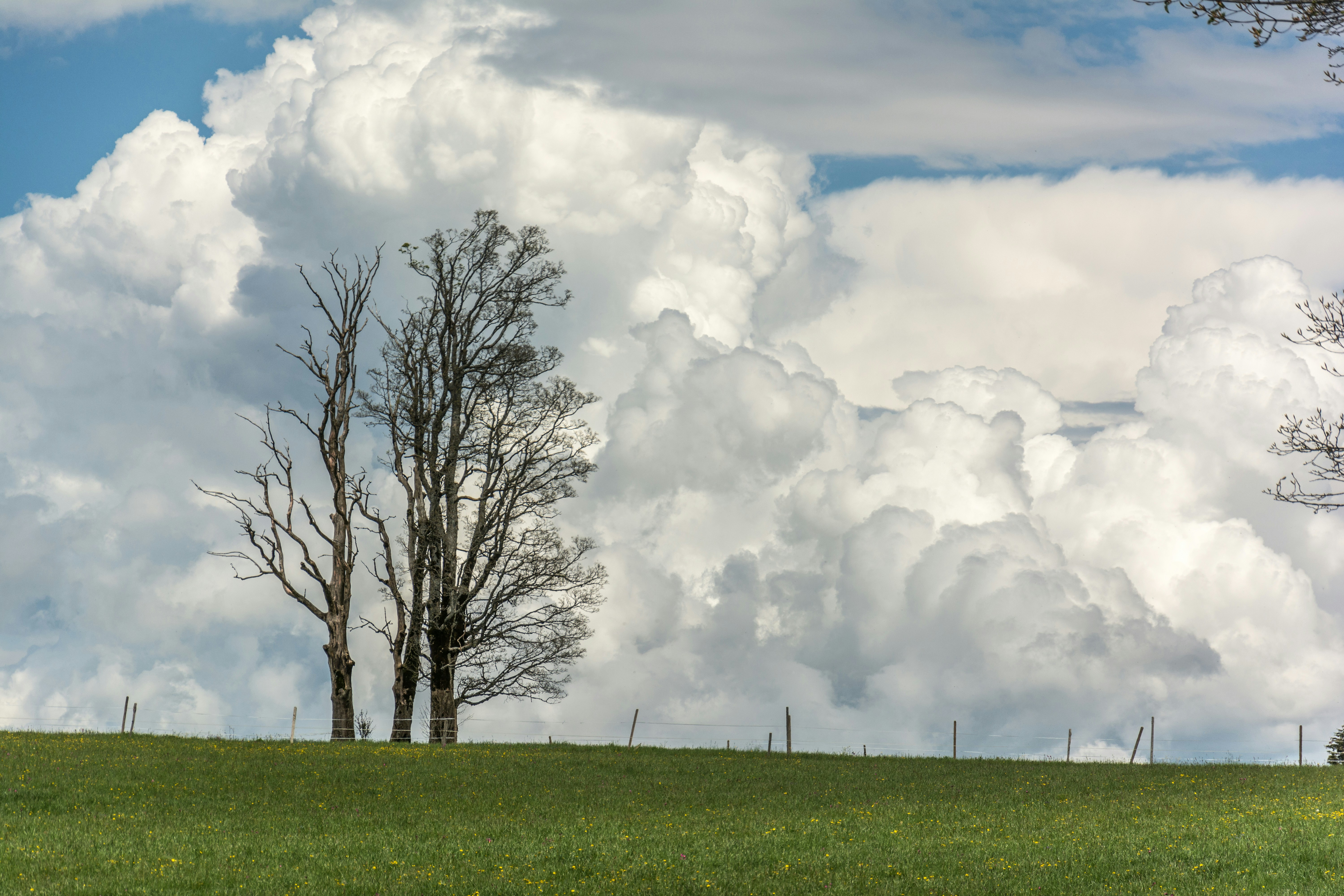 Majestic Clouds Behind Lone Trees