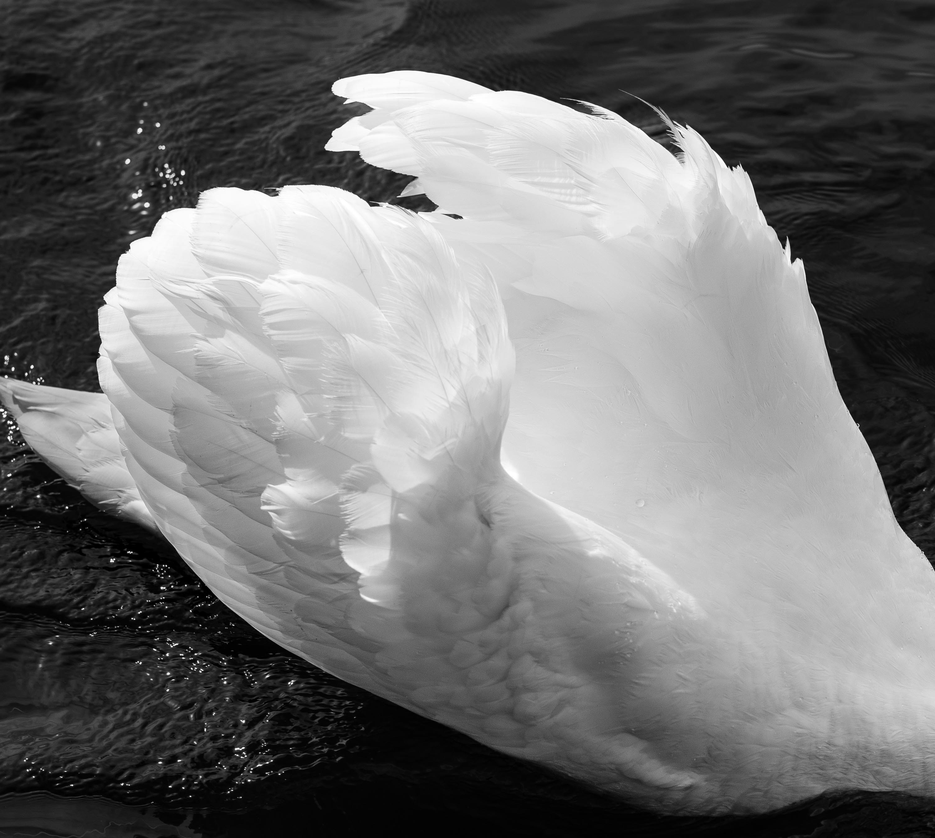 A close-up black and white photograph of a swan's back and wings, captured on the lake of Zurich. The image focuses on the intricate details and textures of the swan's white feathers, contrasting beautifully with the dark, rippling water in the background. The graceful curves and delicate plumage of the swan create a serene and elegant composition.