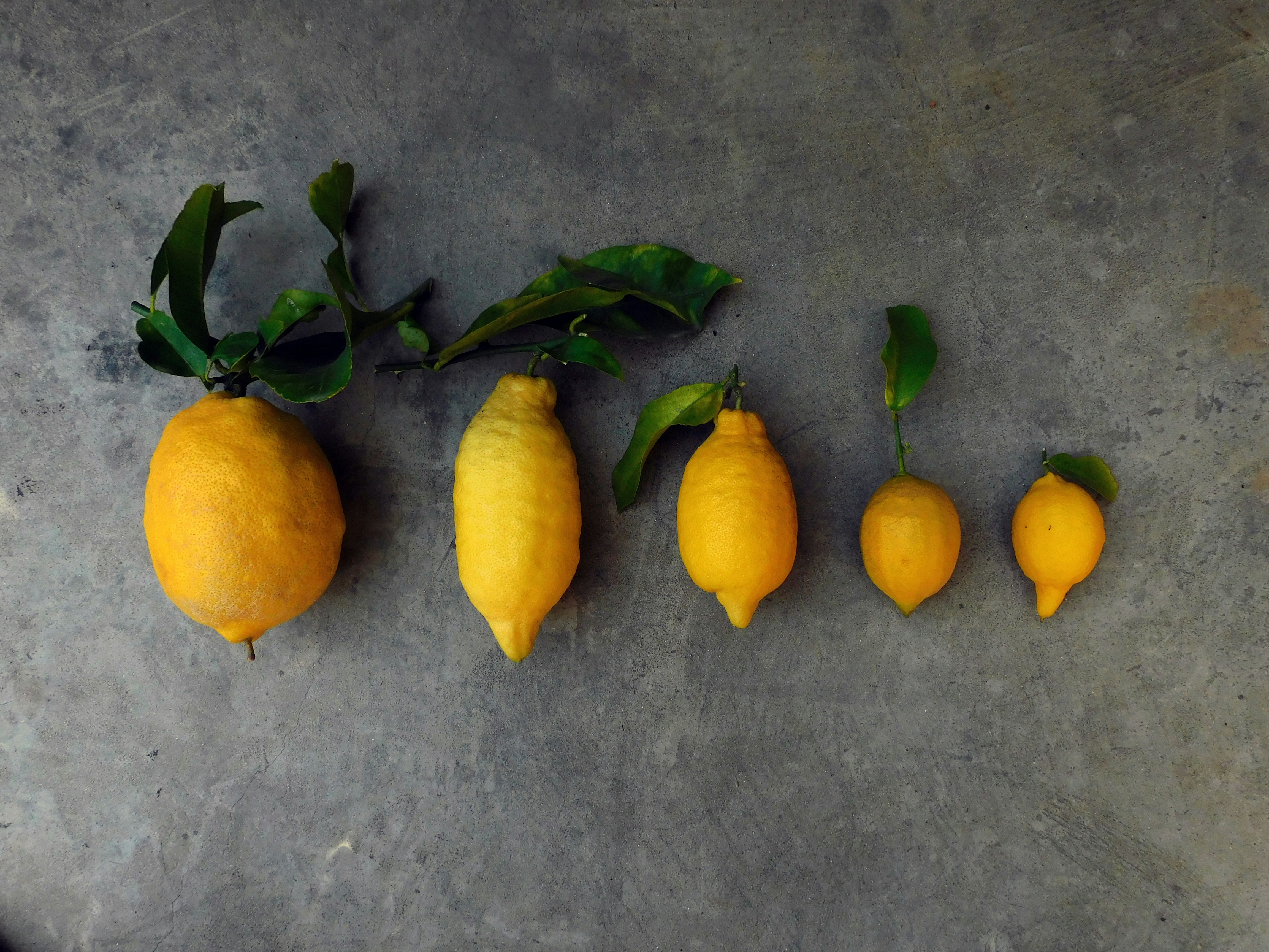 Row of ripe yellow lemons with green leaves arranged on a gray concrete surface.