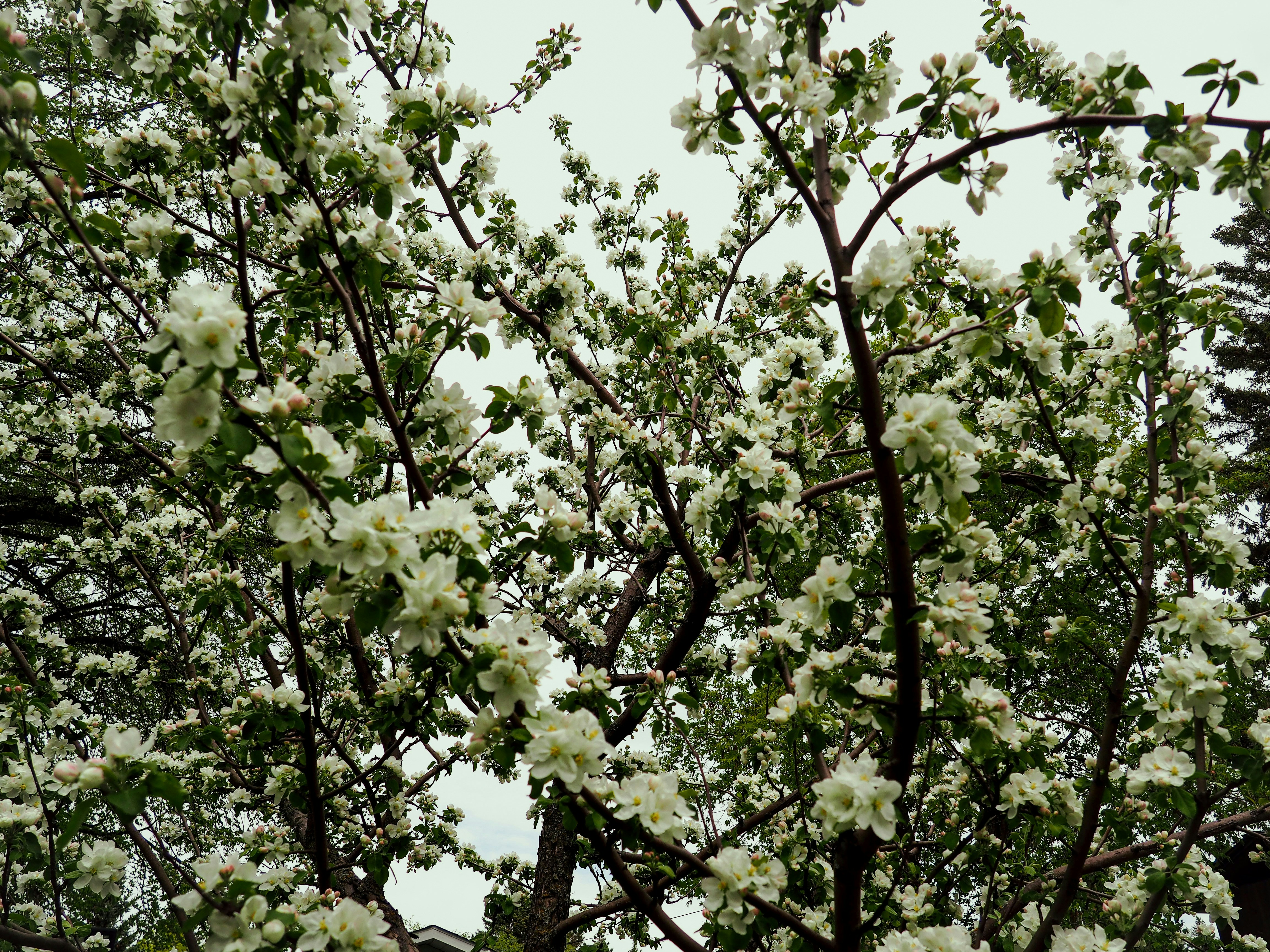 Whispers of Spring: A Floral Canopy