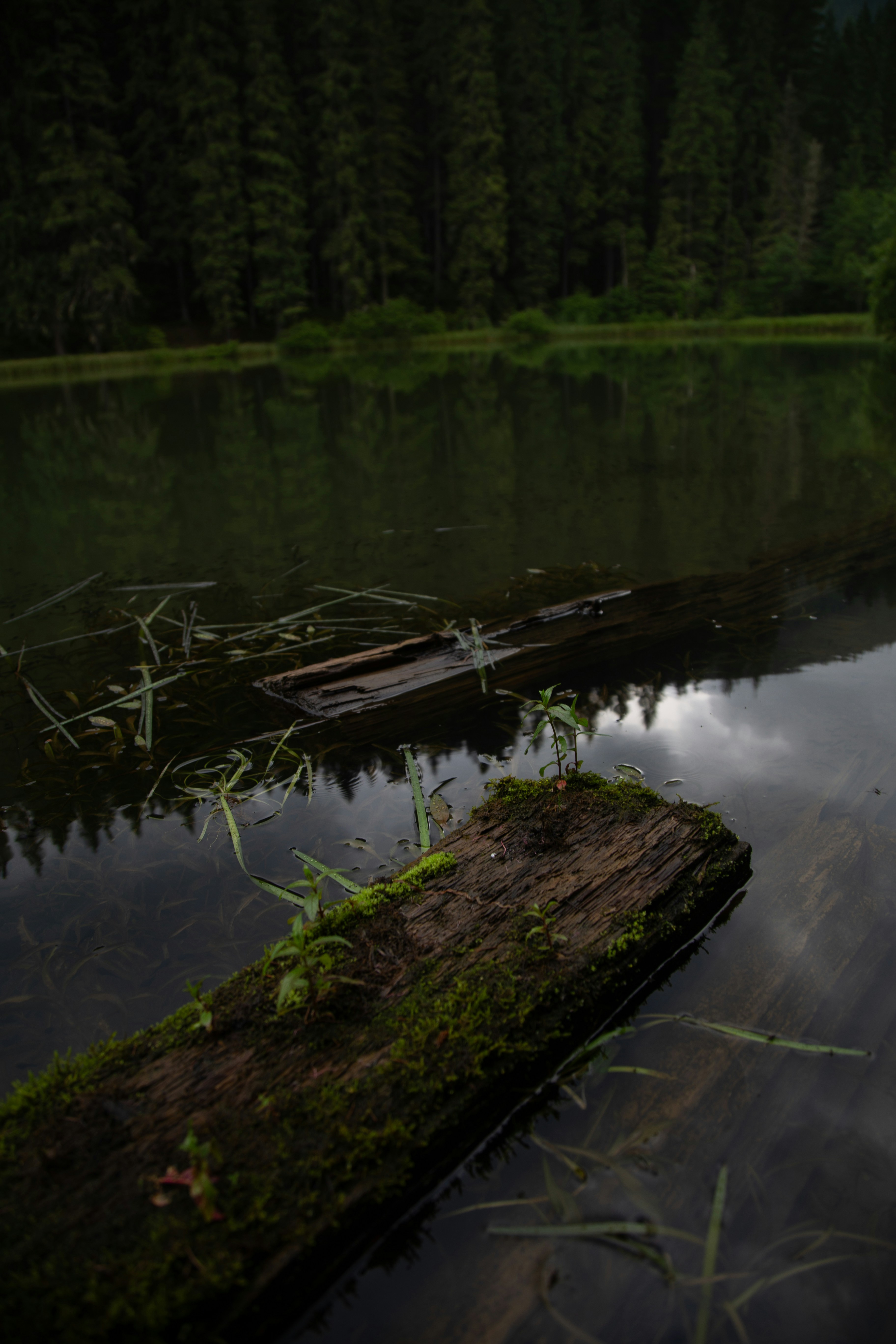 A fallen log in the middle of a lake photo – Free Land Image on Unsplash
