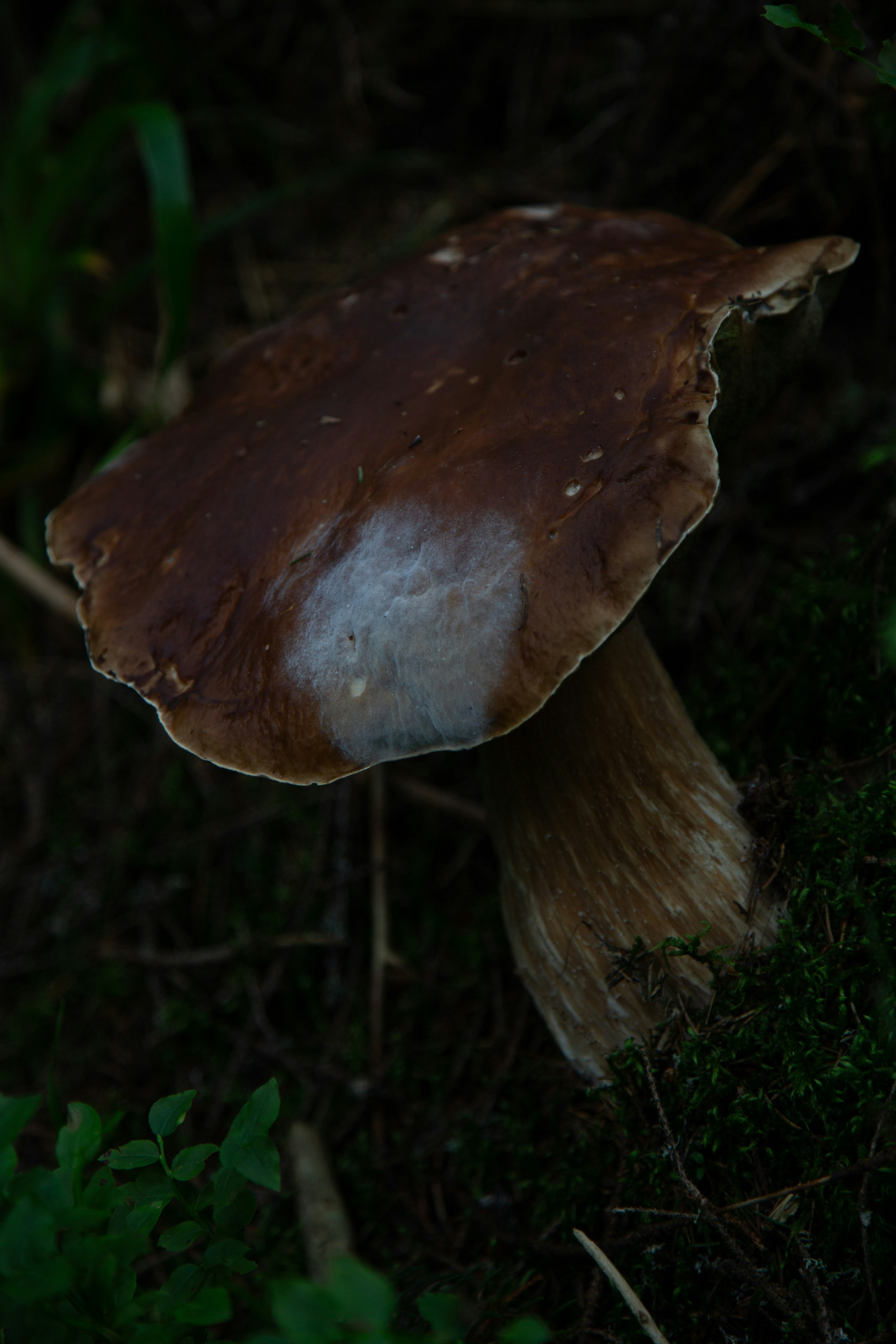 Umbra Sentinel: A Brown-Capped Mushroom in Quiet Forest Understory