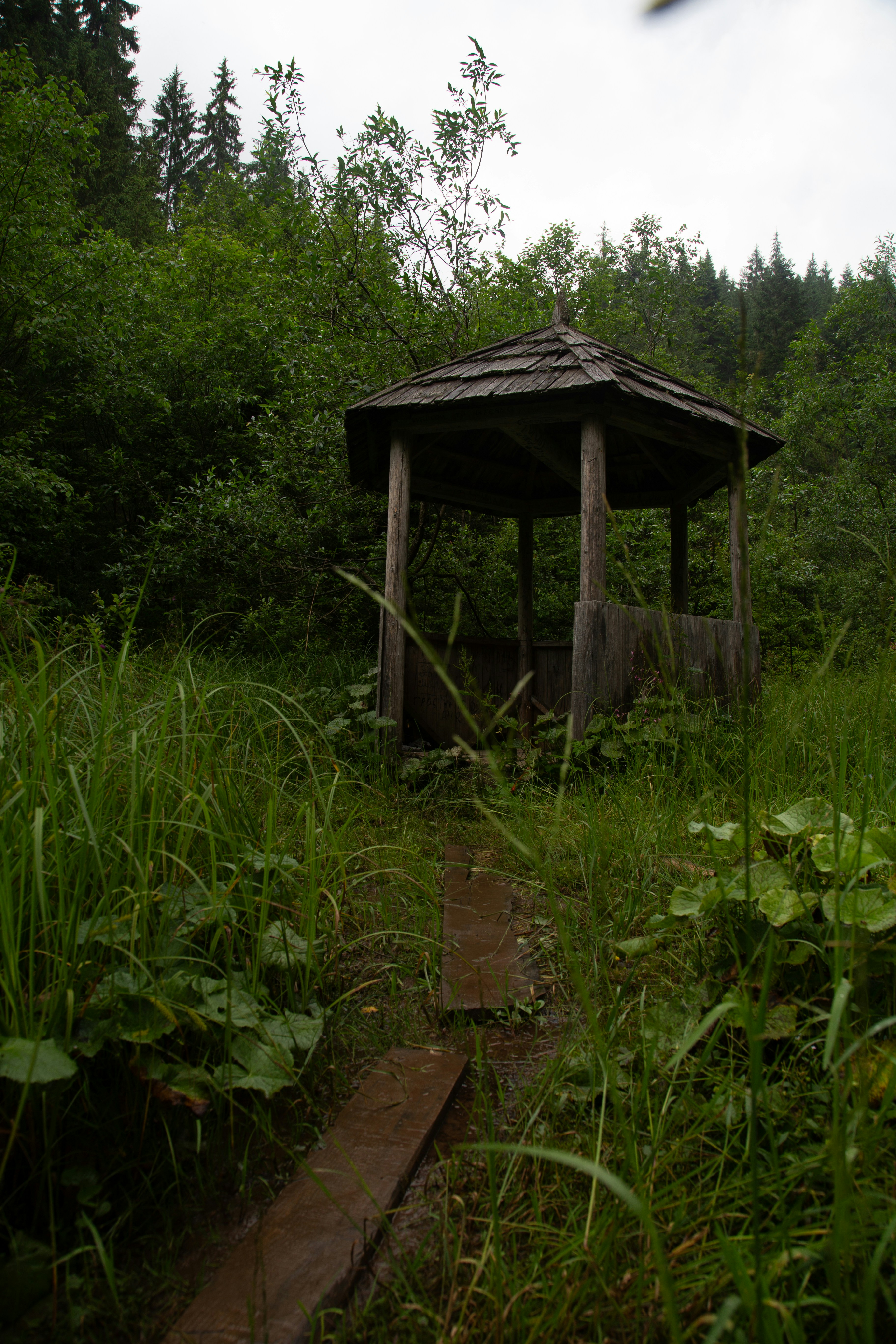 A Rustic Gazebo Quietly Guarded by Emerald Overgrowth