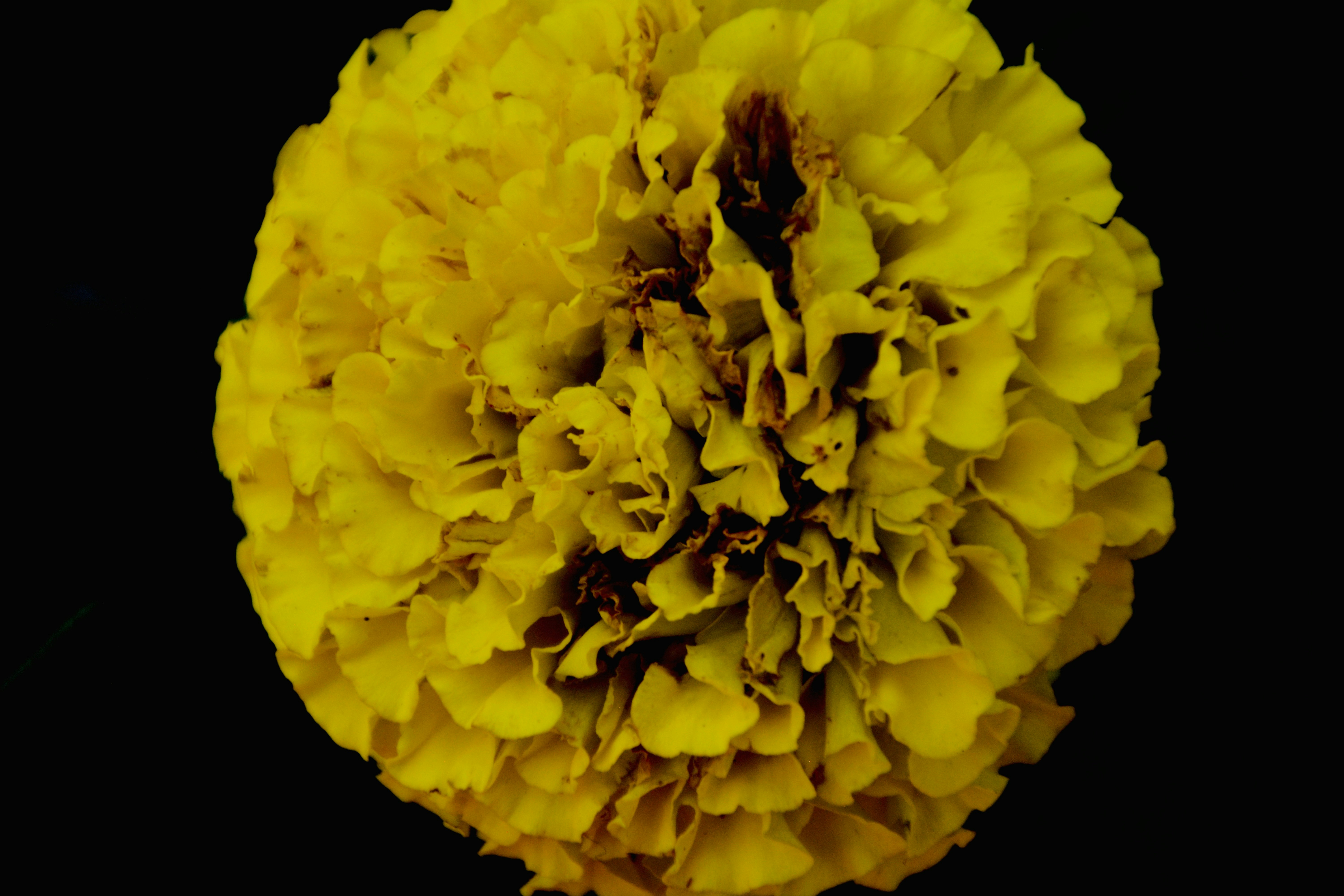Solar Bloom: Macro Portrait of a Yellow Marigold Against Velvet Black