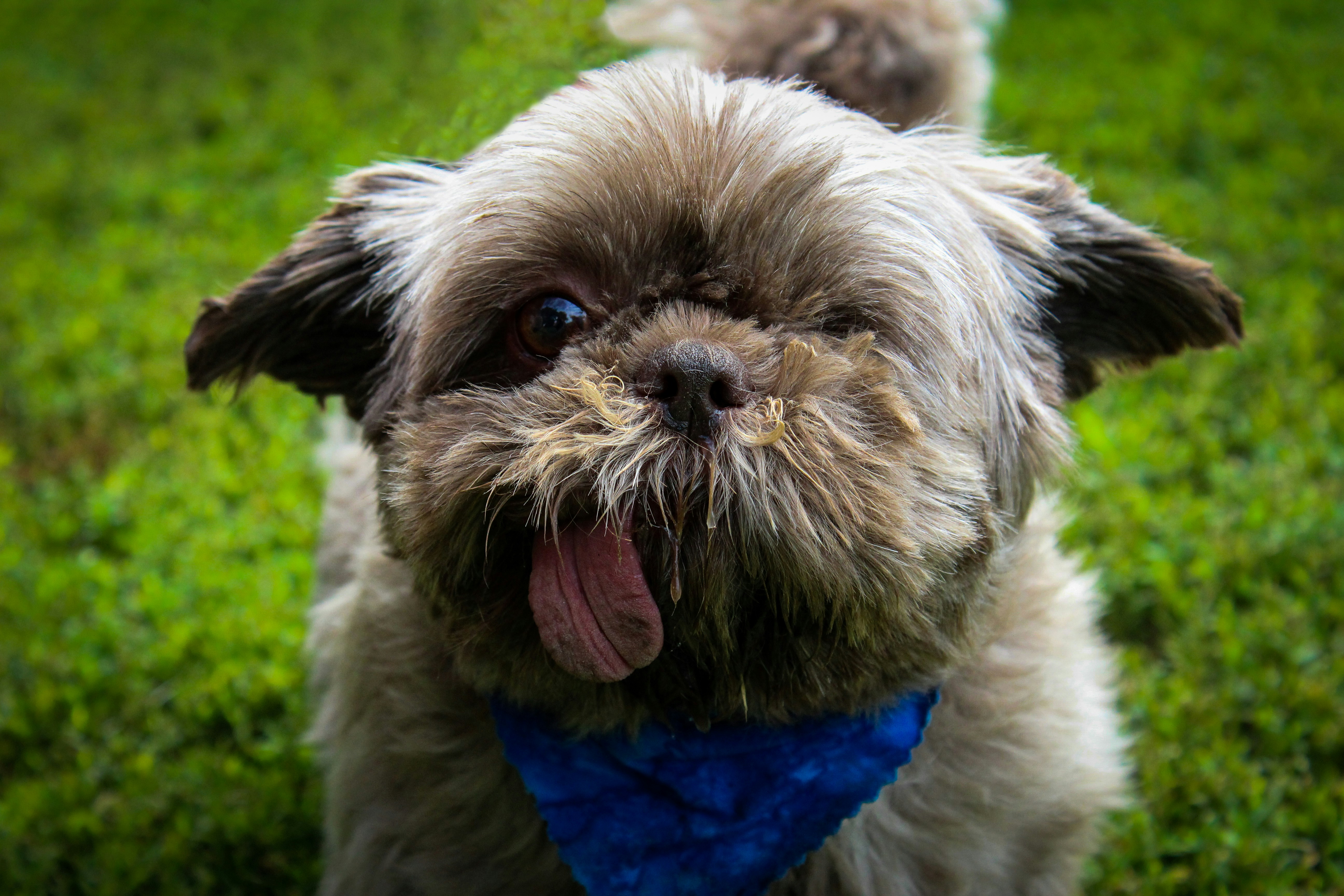 A small dog with a blue bandana around its neck photo – Free Usa Image ...