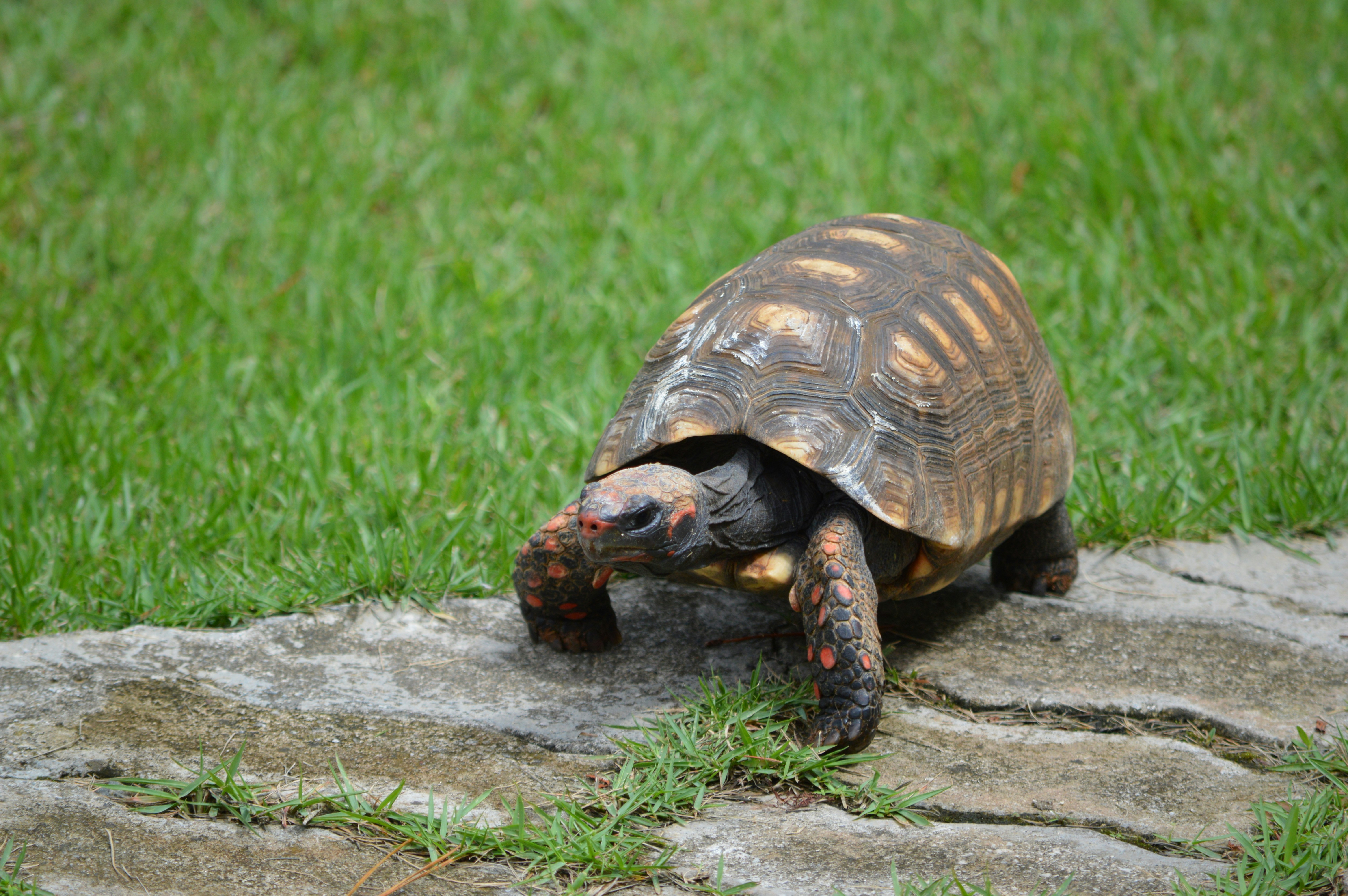 A tortoise crawling on a rock in the grass photo – Free Animal Image on ...
