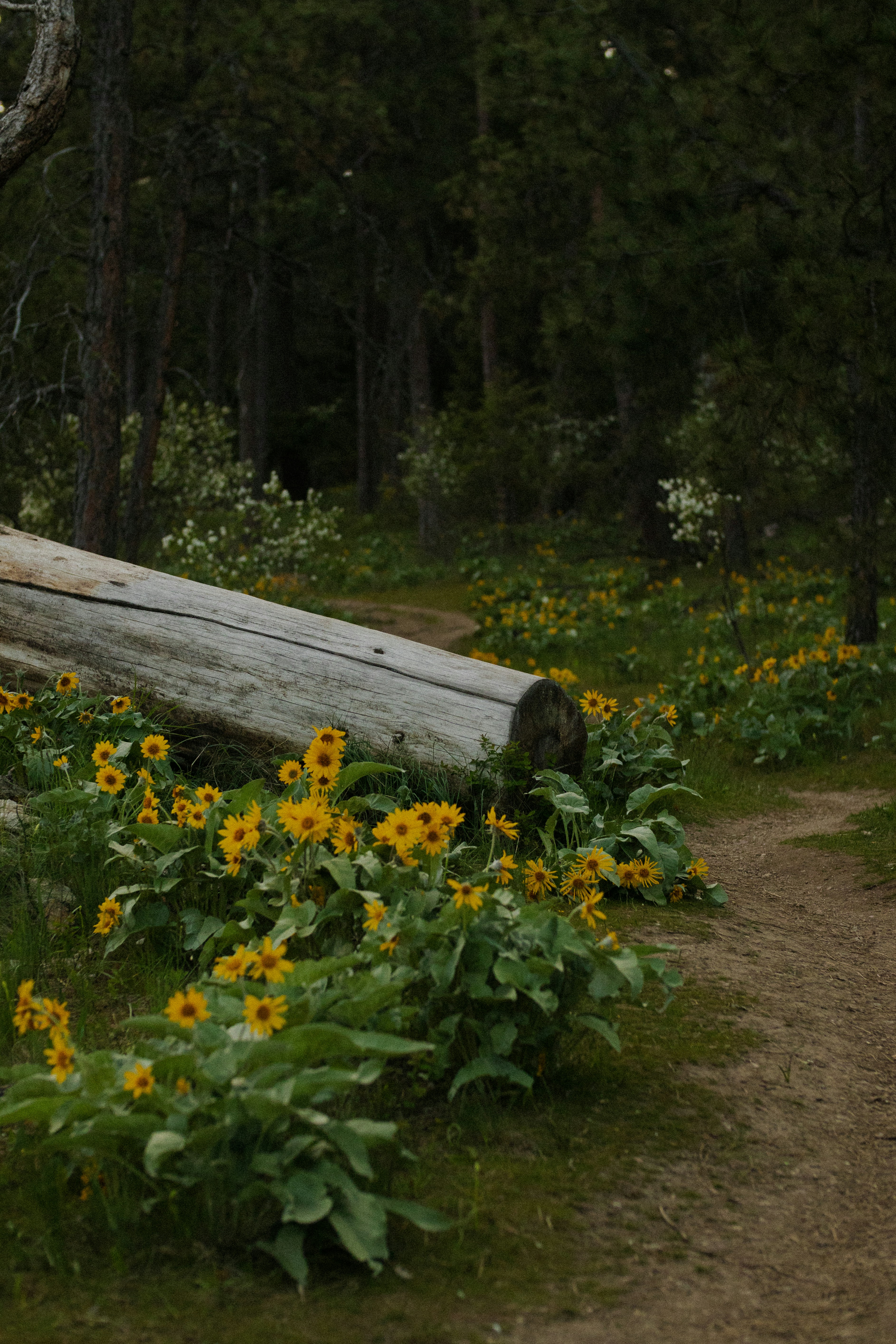 A log sitting in the middle of a forest filled with flowers photo ...