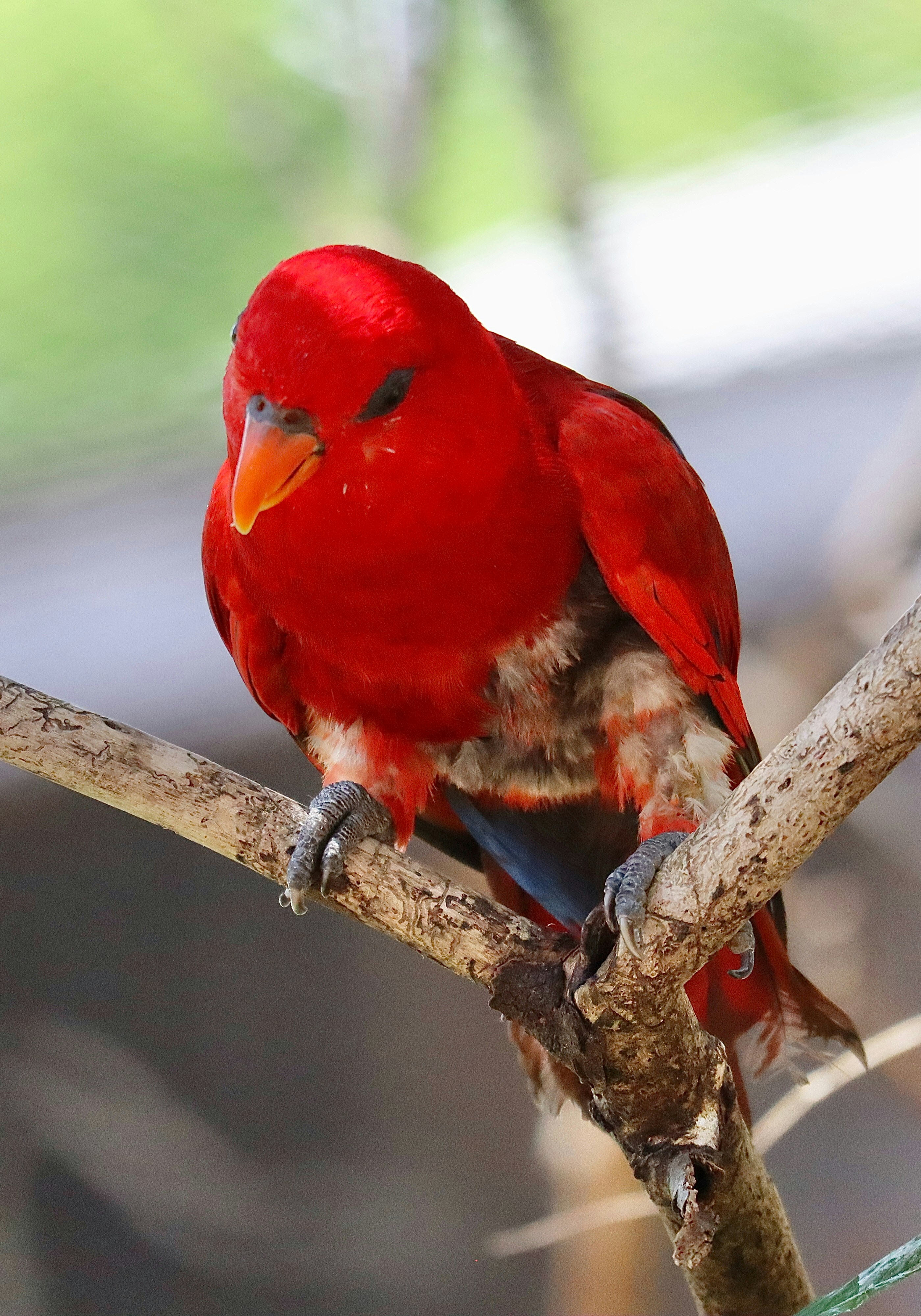 Crimson Cardinal on a Weathered Branch: A Moment in Morning Light