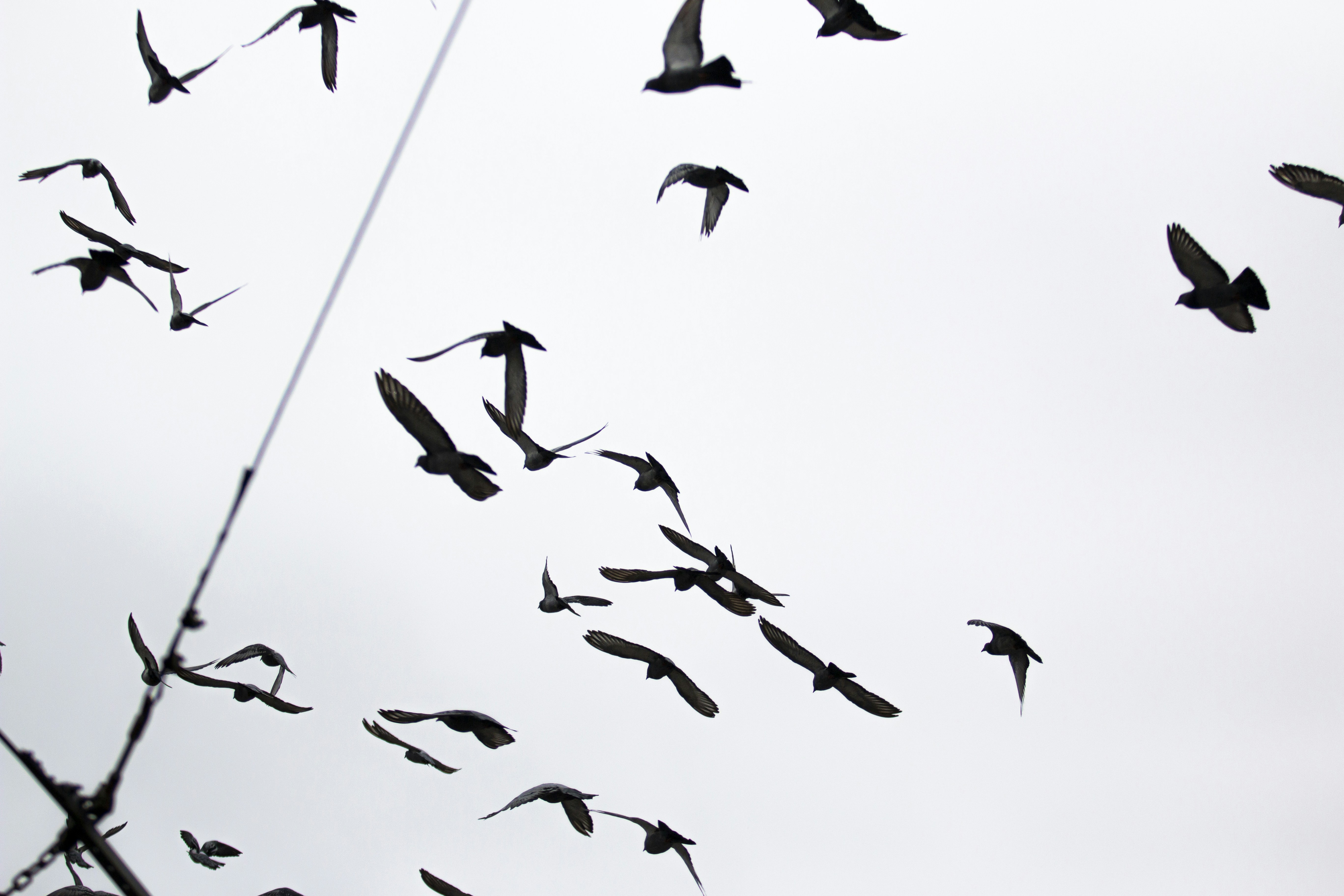 1000+ Birds Flying Pictures | Download Free Images on Unsplash