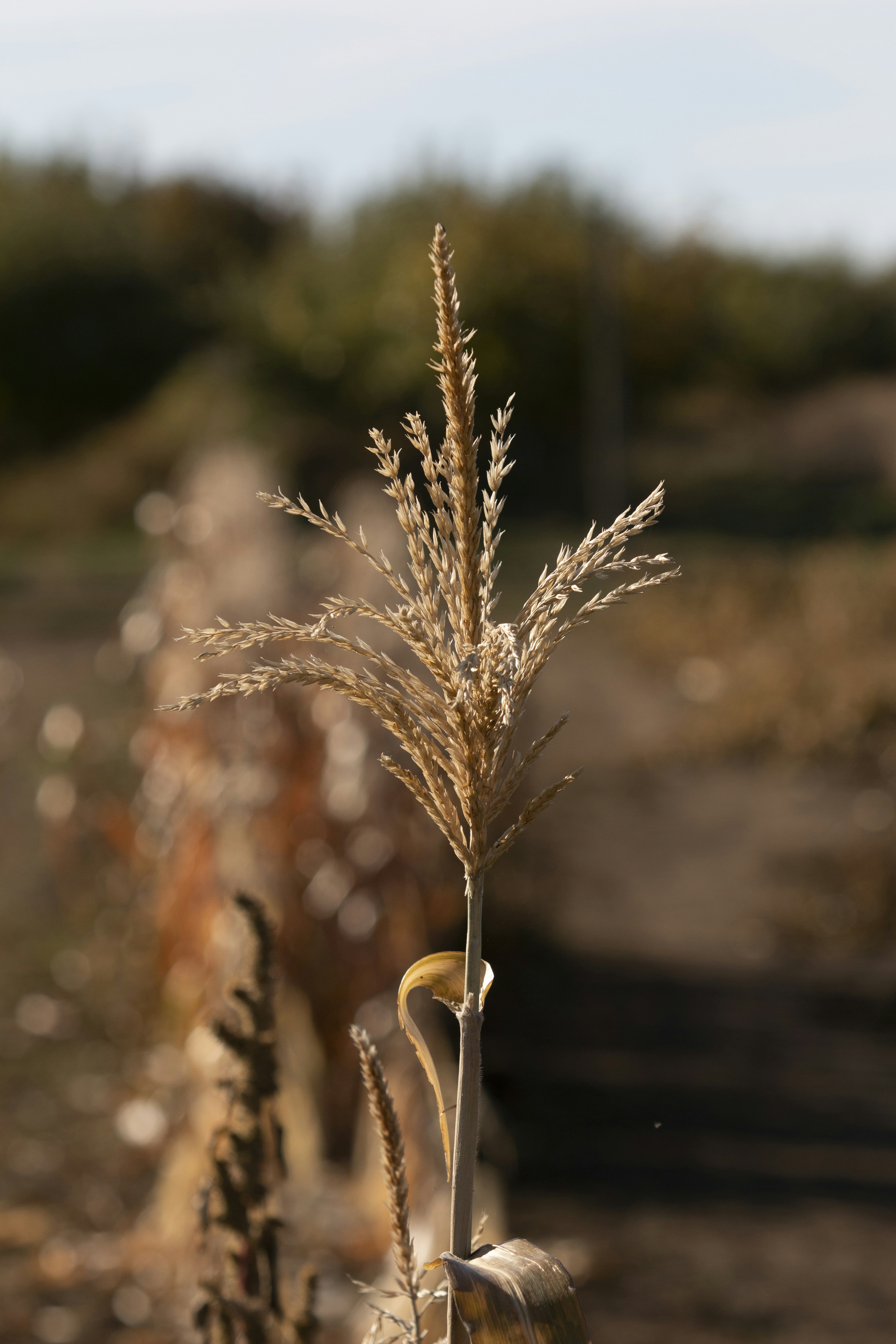 Golden Serenity in Autumn Fields