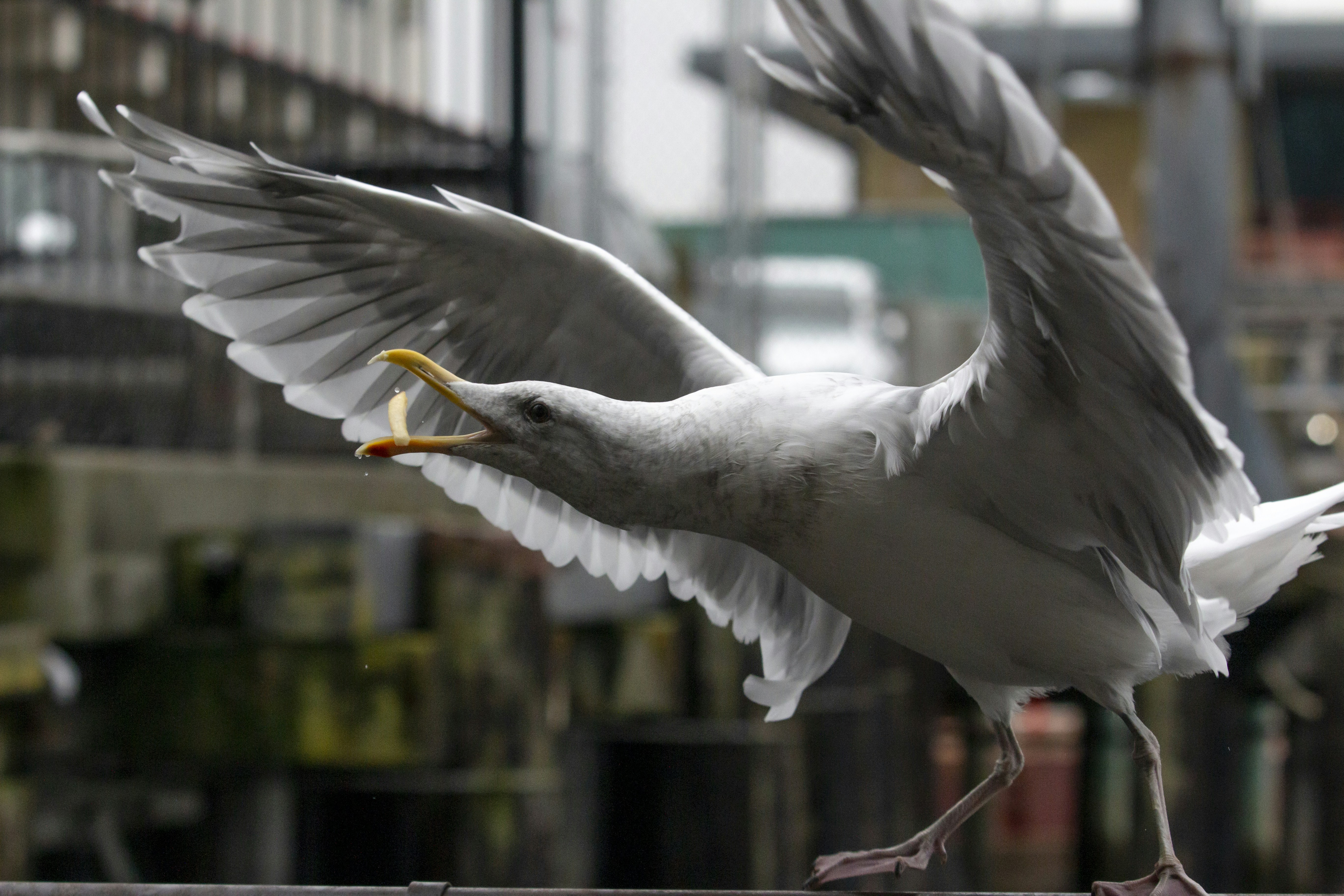 A seagull spreads its wings while standing on a ledge photo – Free ...