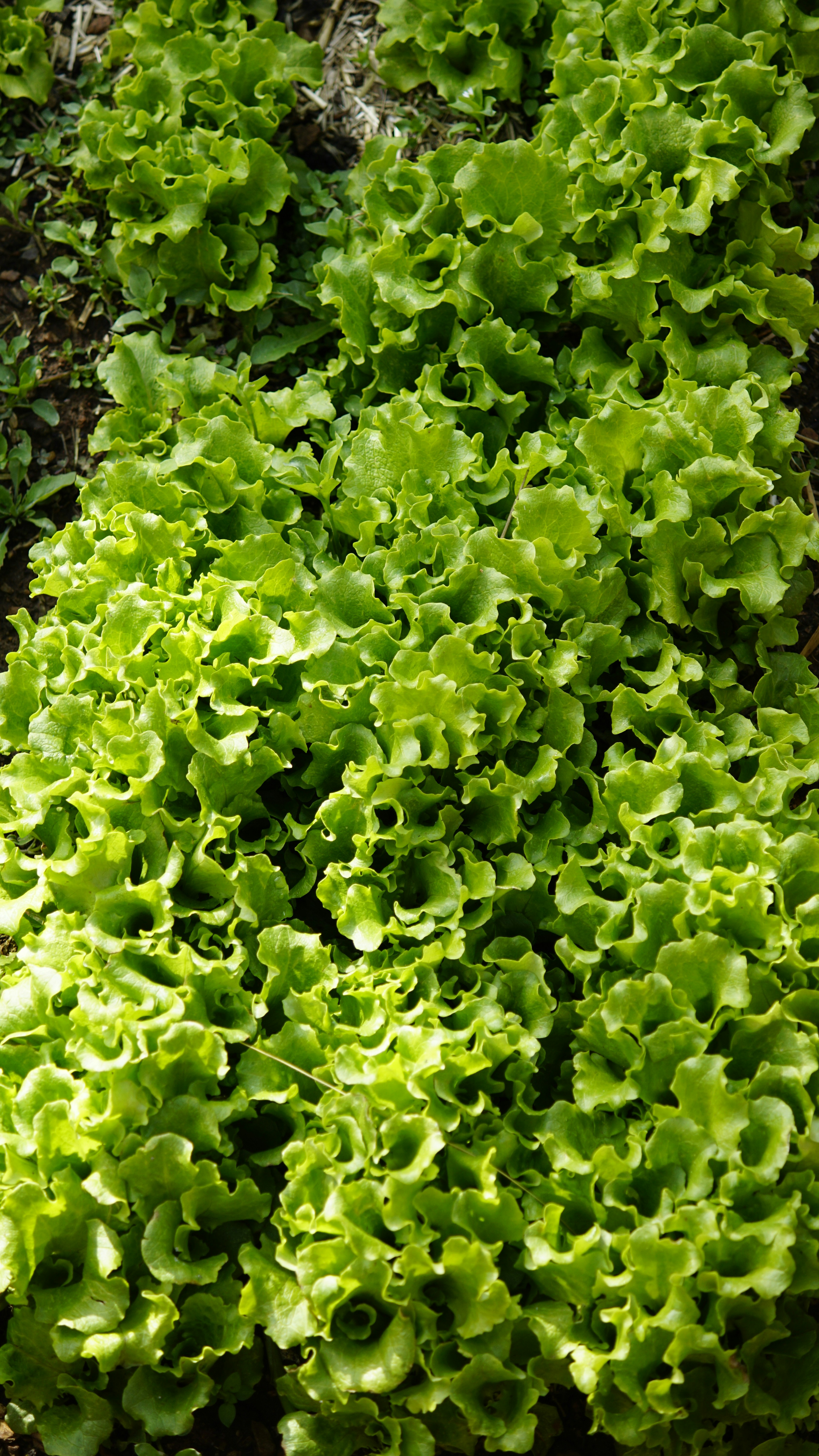 Verdant Frills: A close-up study of sunlit lettuce leaves