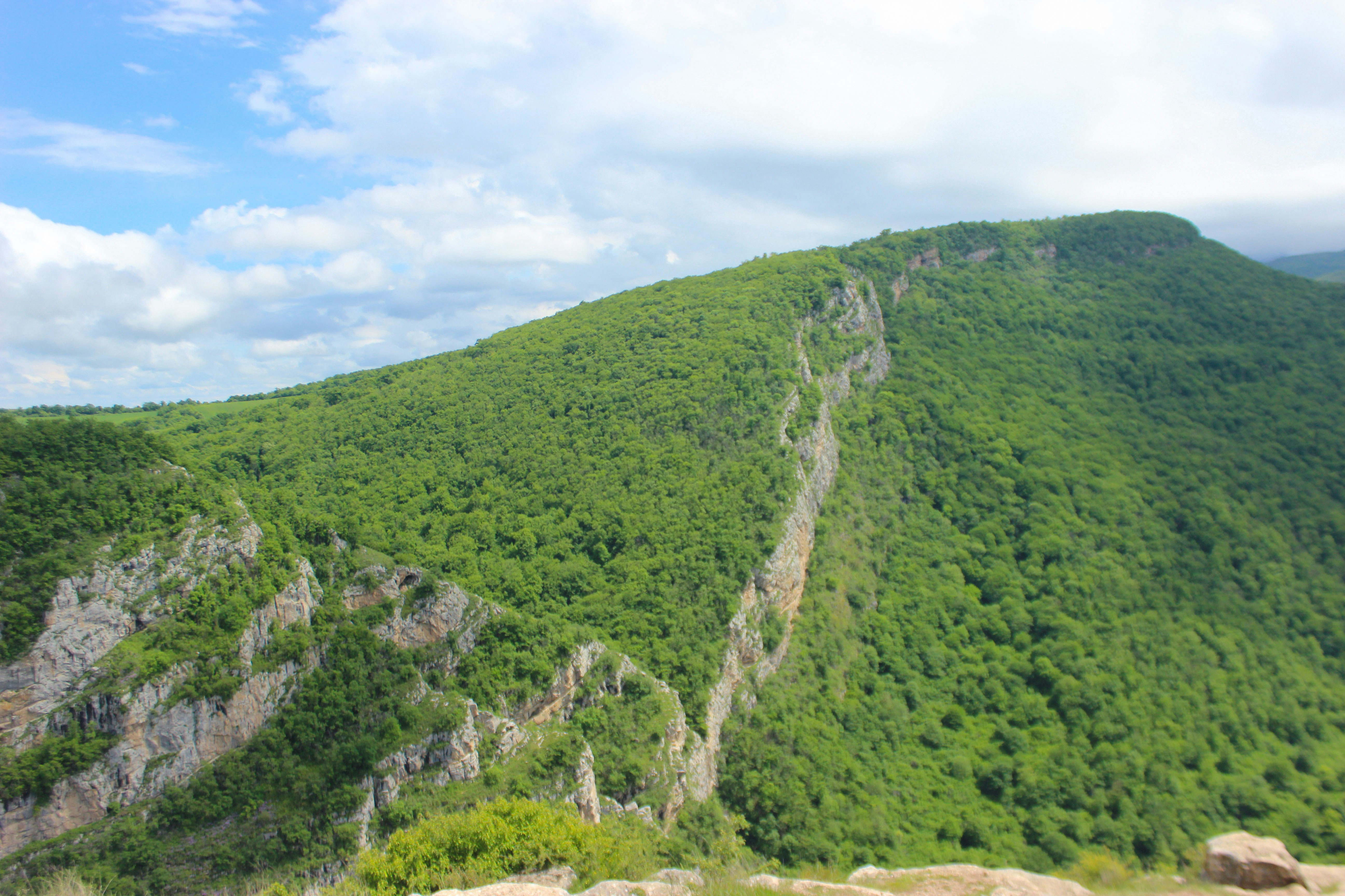A view of a mountain with a very long line of trees photo – Free Forest ...