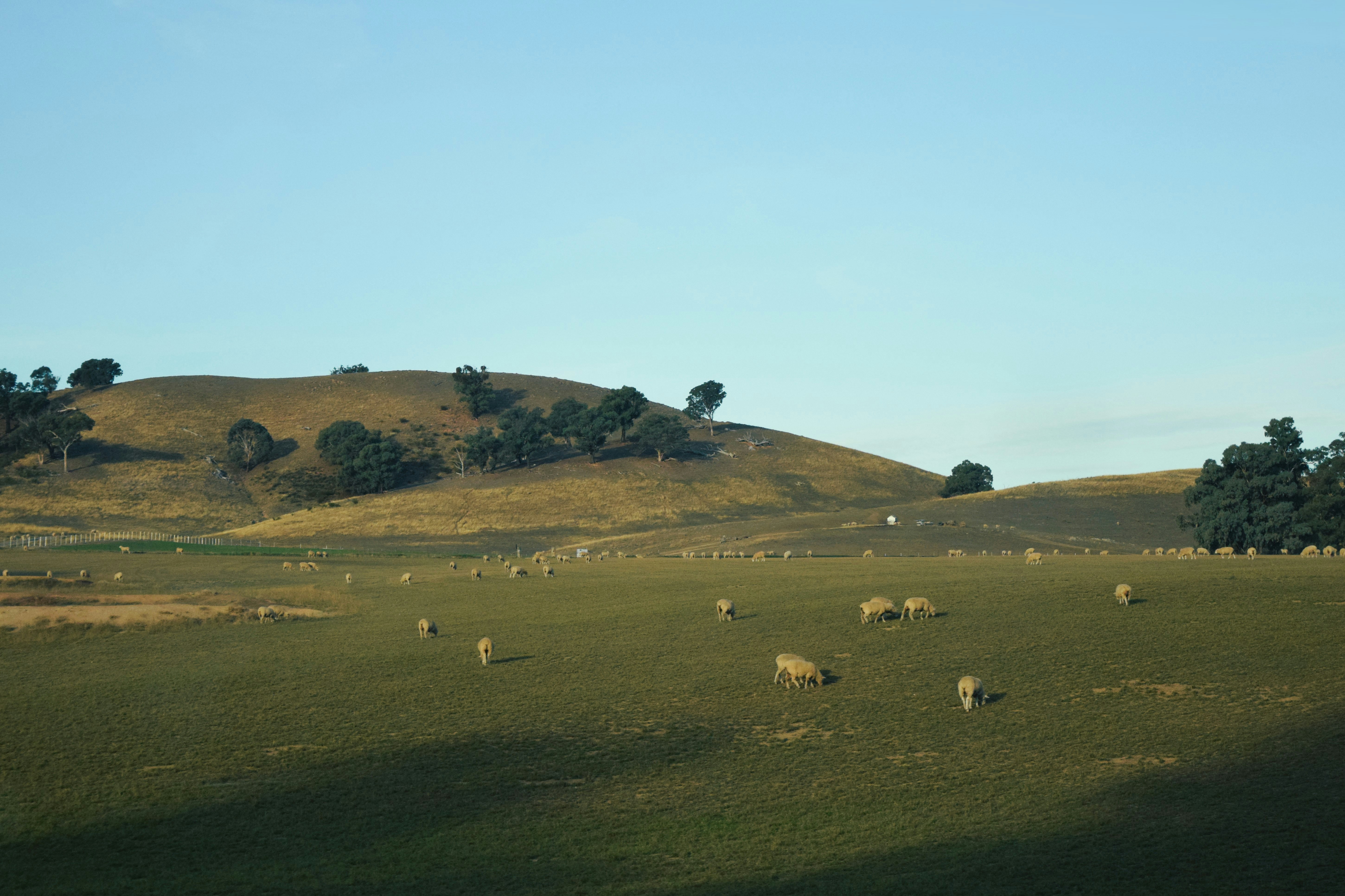Pasture Light: Sheep Tread the Golden Hills under a Clear Sky
