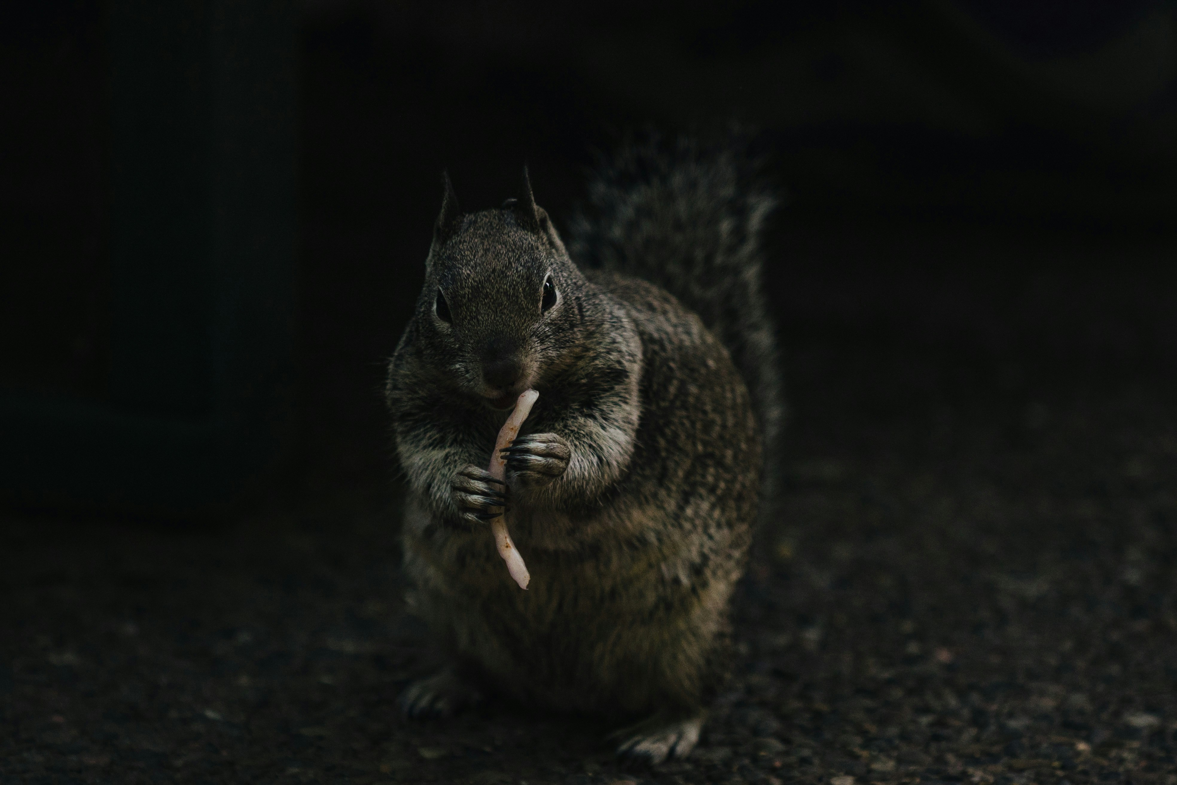 Nocturnal Squirrel: Twig-Tender in Velvet Shadow