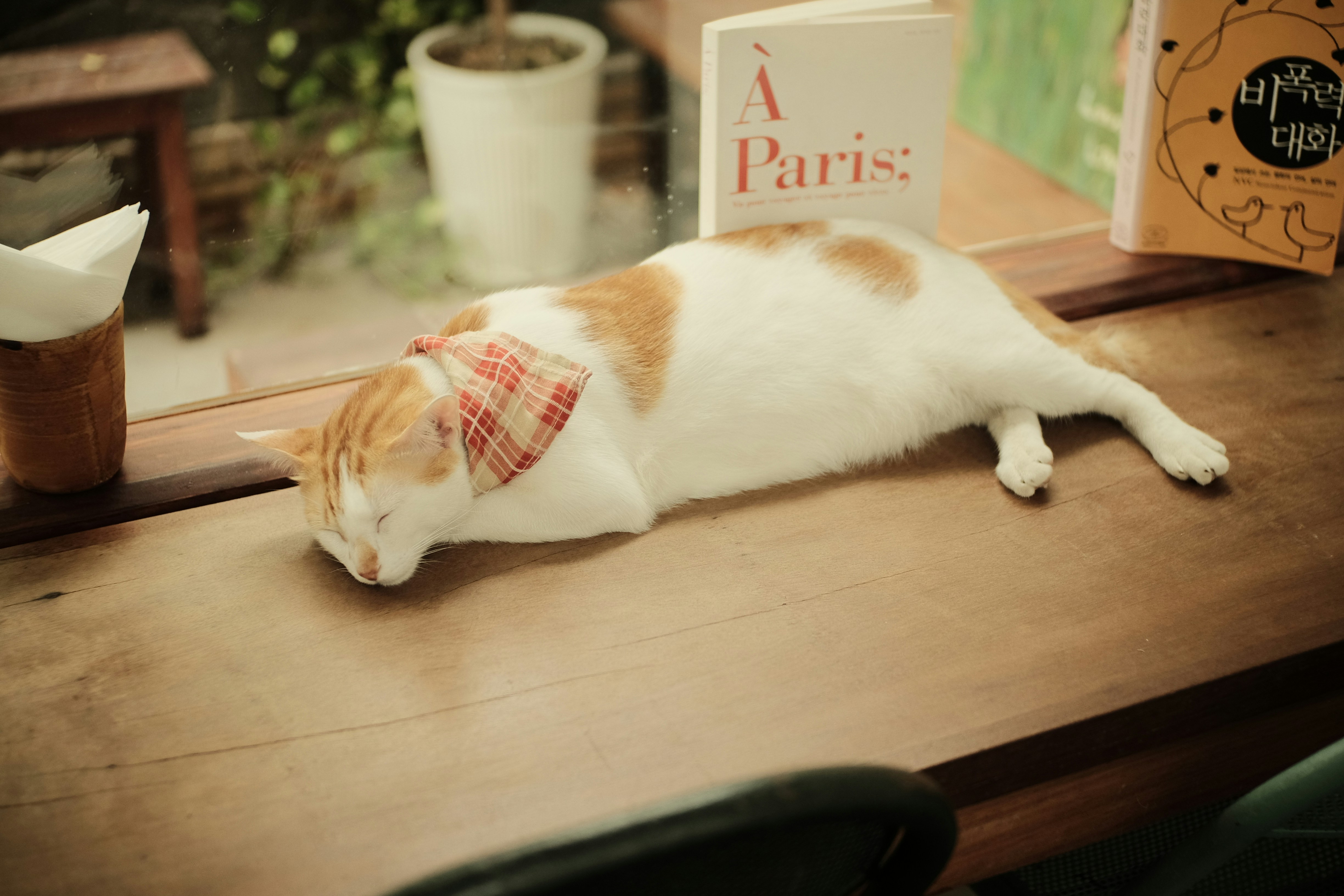 Parisian Nook: A Cat Naps in a Plaid Scarf on a Wooden Counter