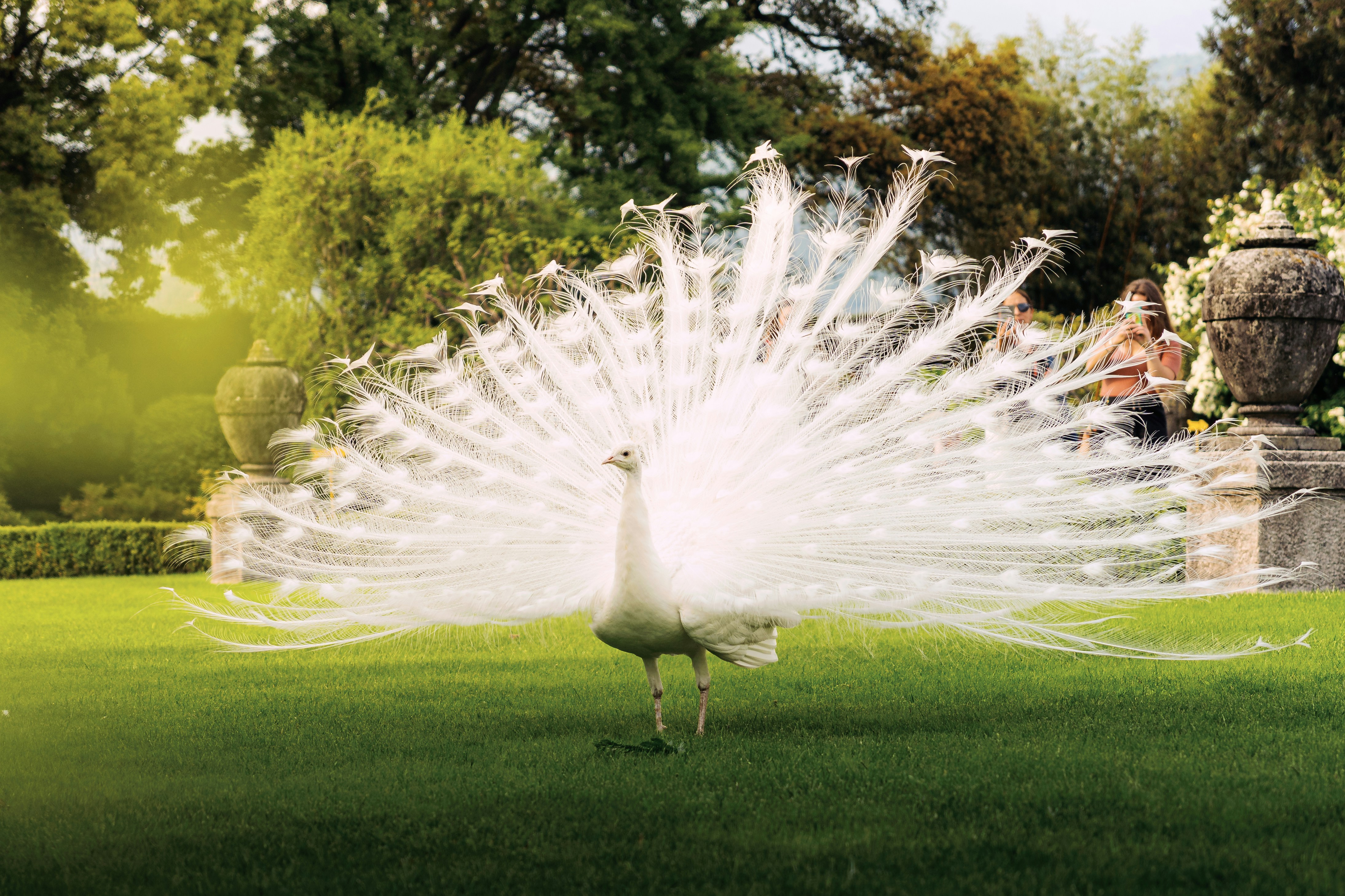 Crimson Crest: A Peacock's Silent Spotlight