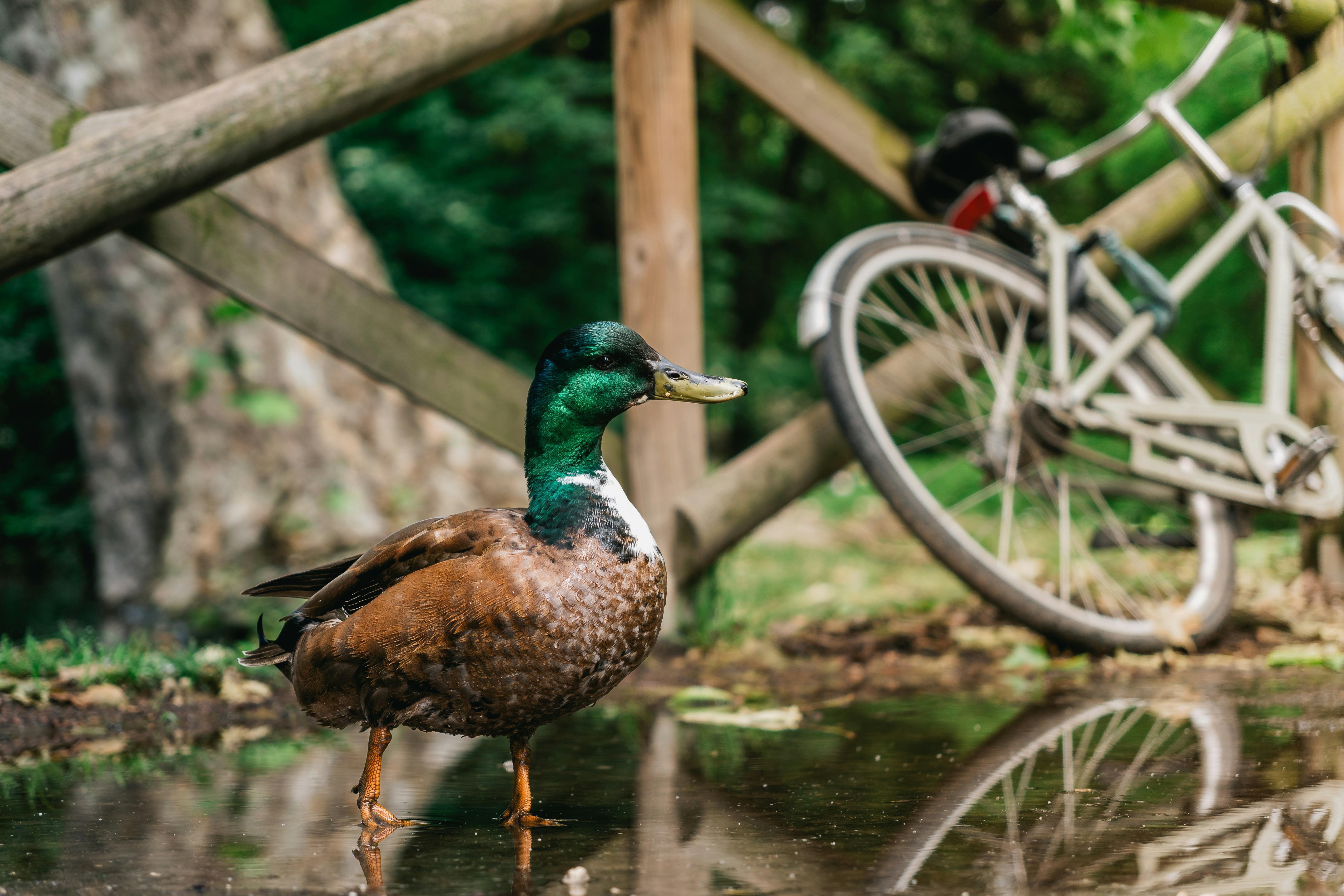 Mallard at the Muddy Verge: A Park Scene with a Bicycle in the Background
