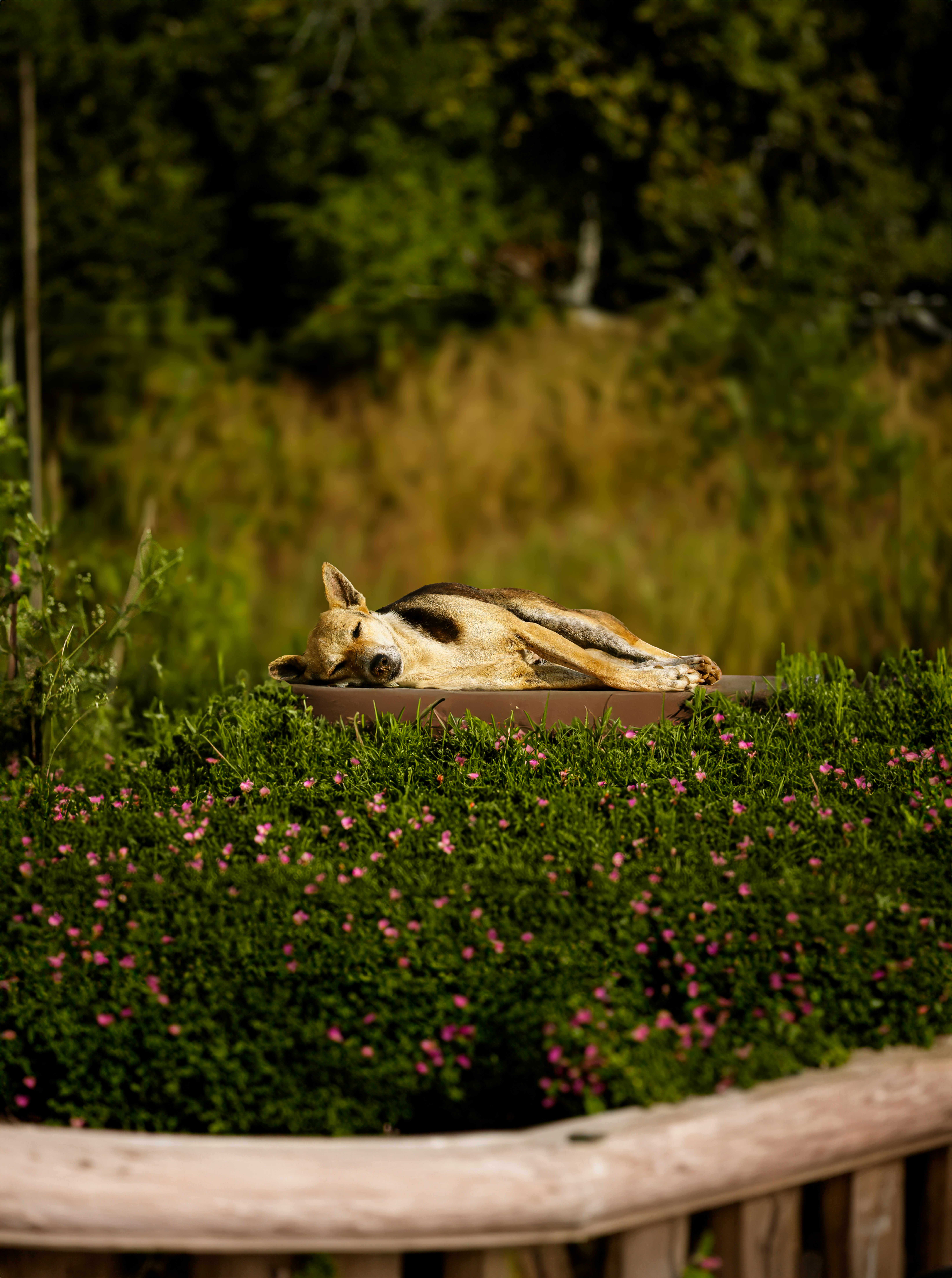 In the heart of the forest, nestled among lush grass and vibrant flowers, a dog slumbers peacefully, embodying the essence of serenity in nature's embrace. 🌸🐾🌿