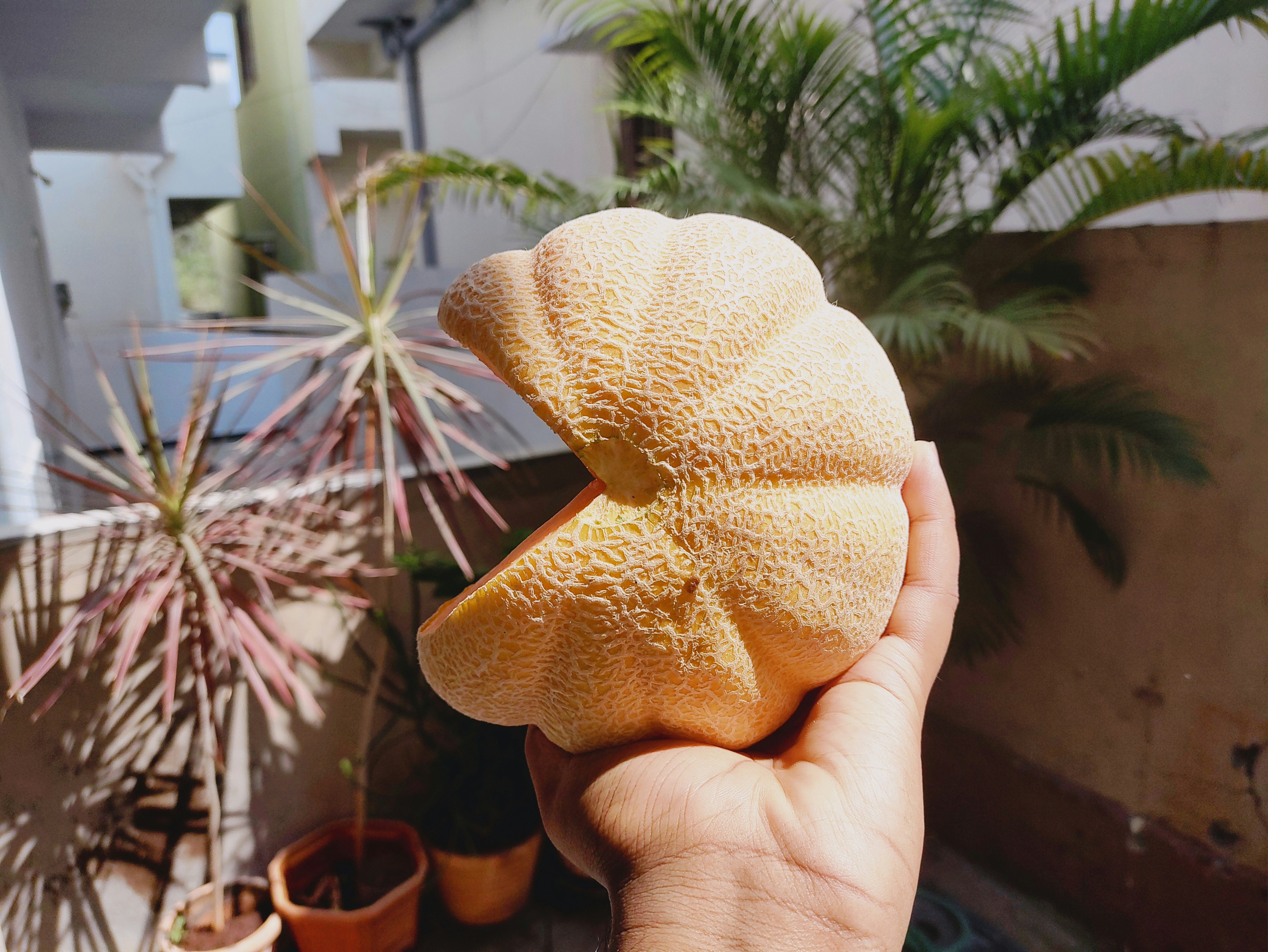 Hands and a Budding Citrus in a Sunlit Courtyard