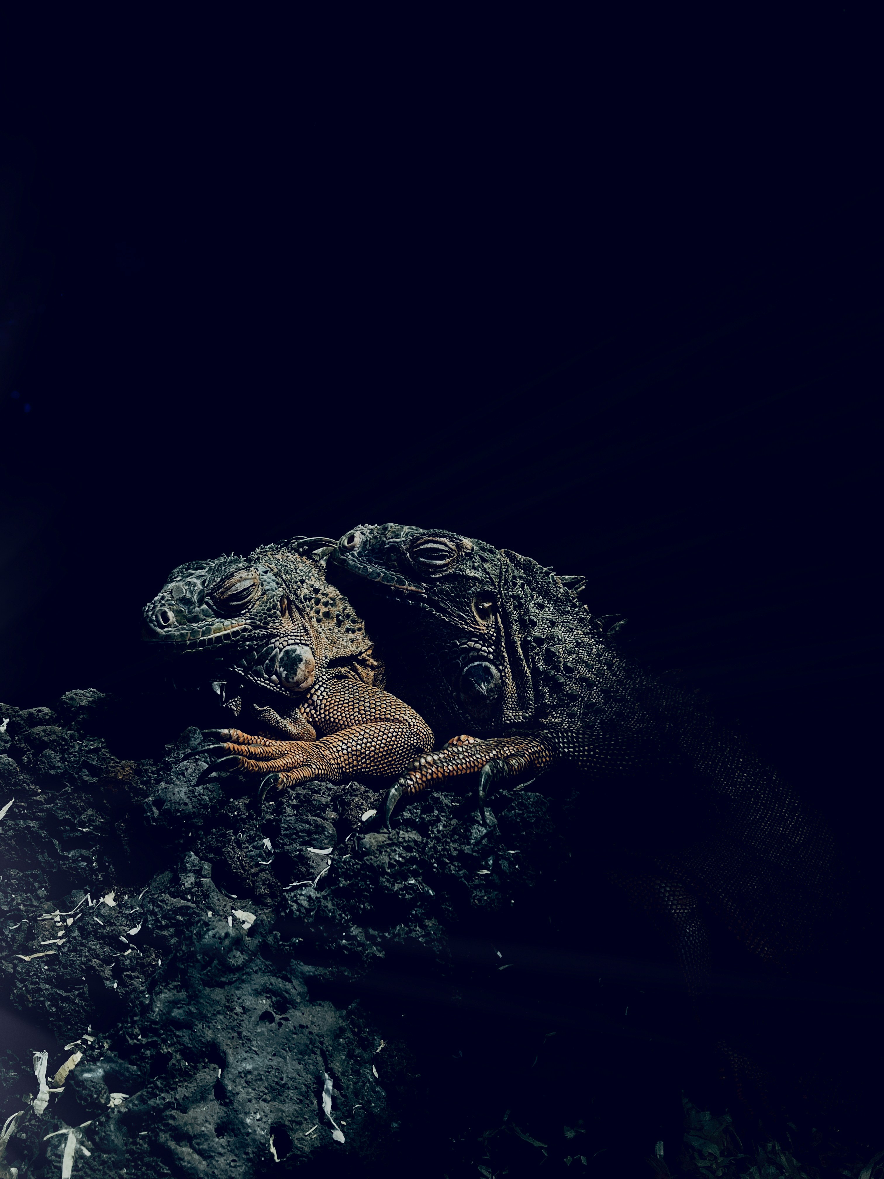 Twin Lizards on a Rugged Crag in Quiet Darkness