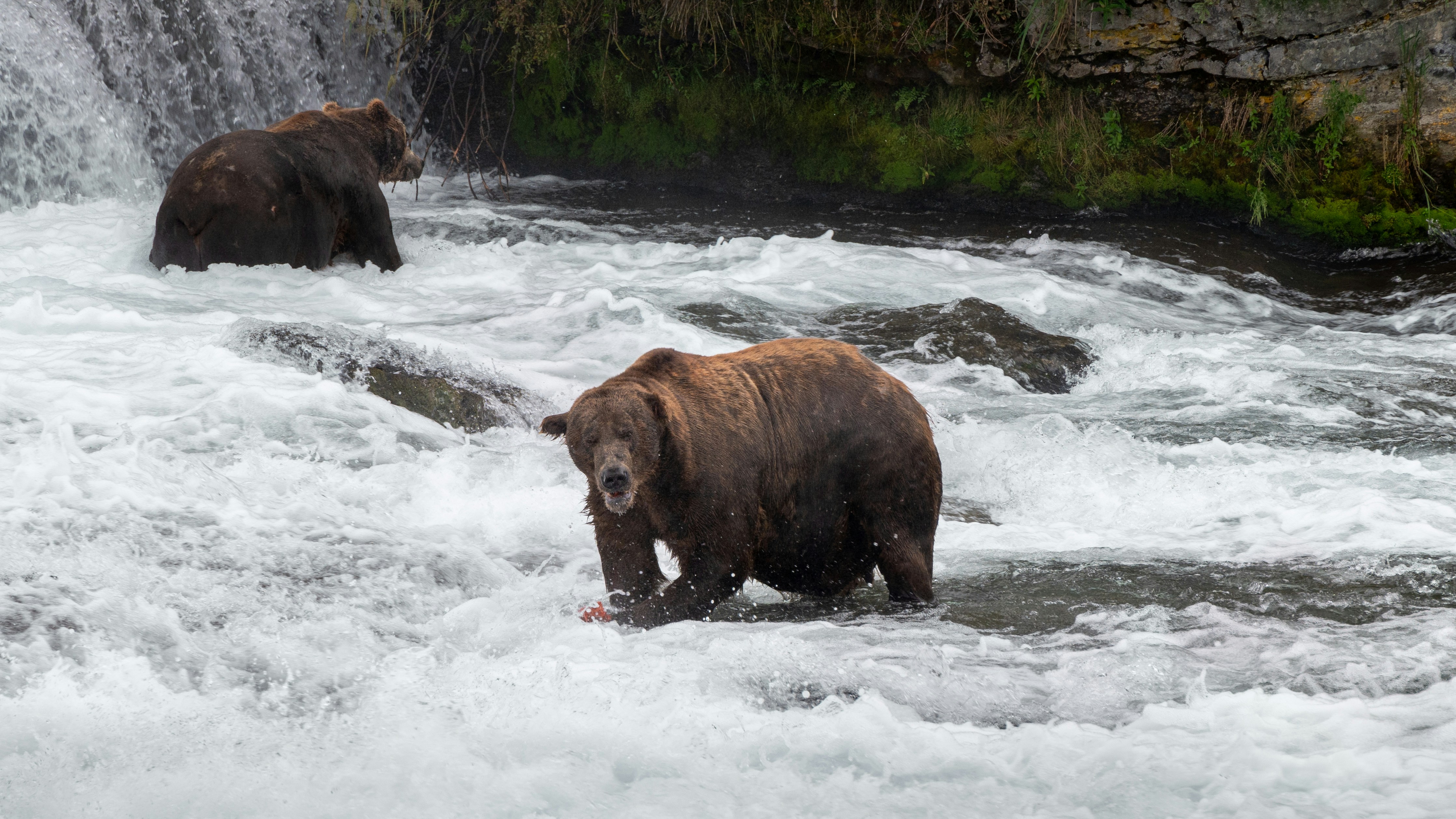 Bear on the Whitewater Stage