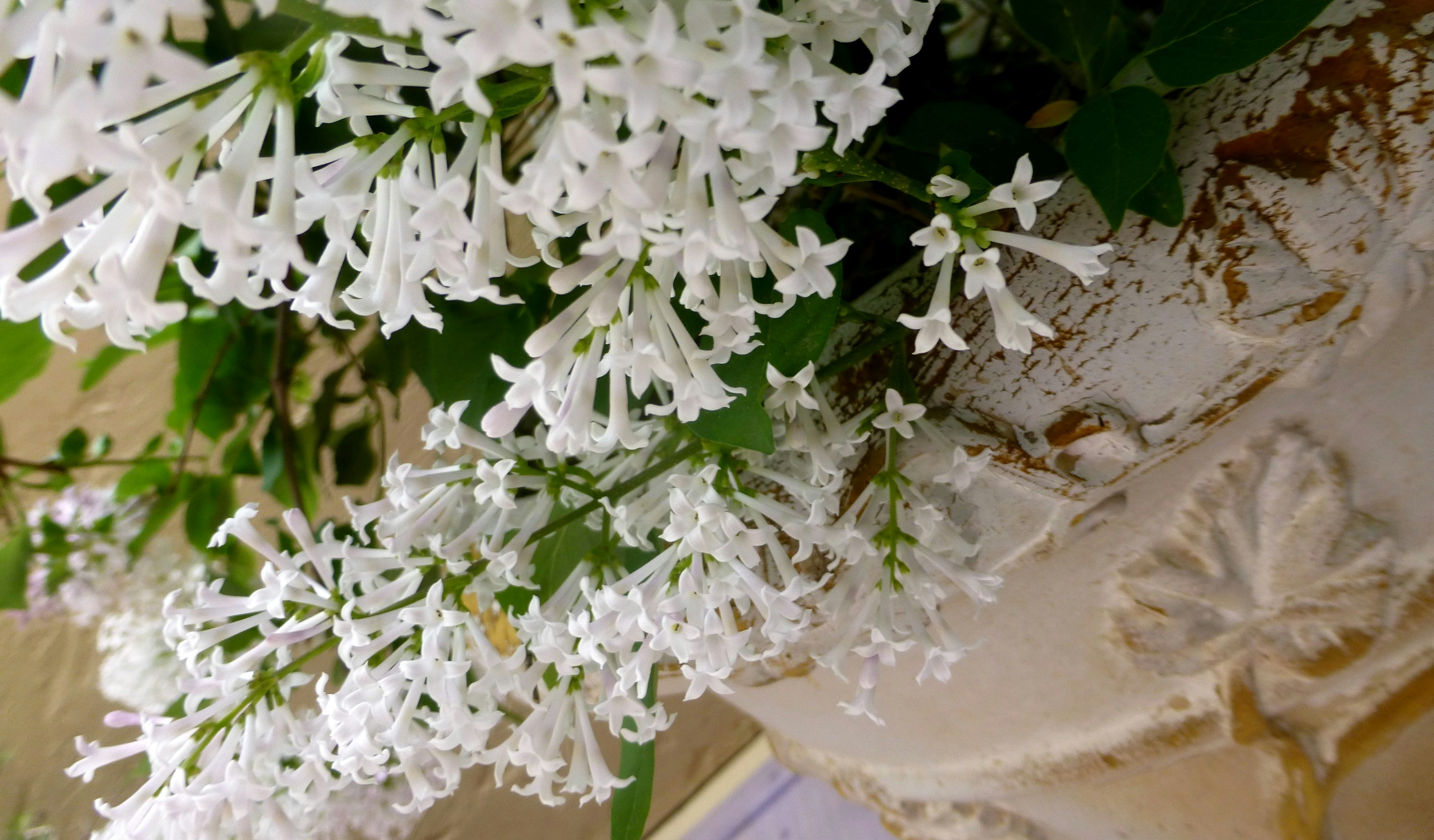 Close-up of white flowers cascading from an intricately patterned vase.