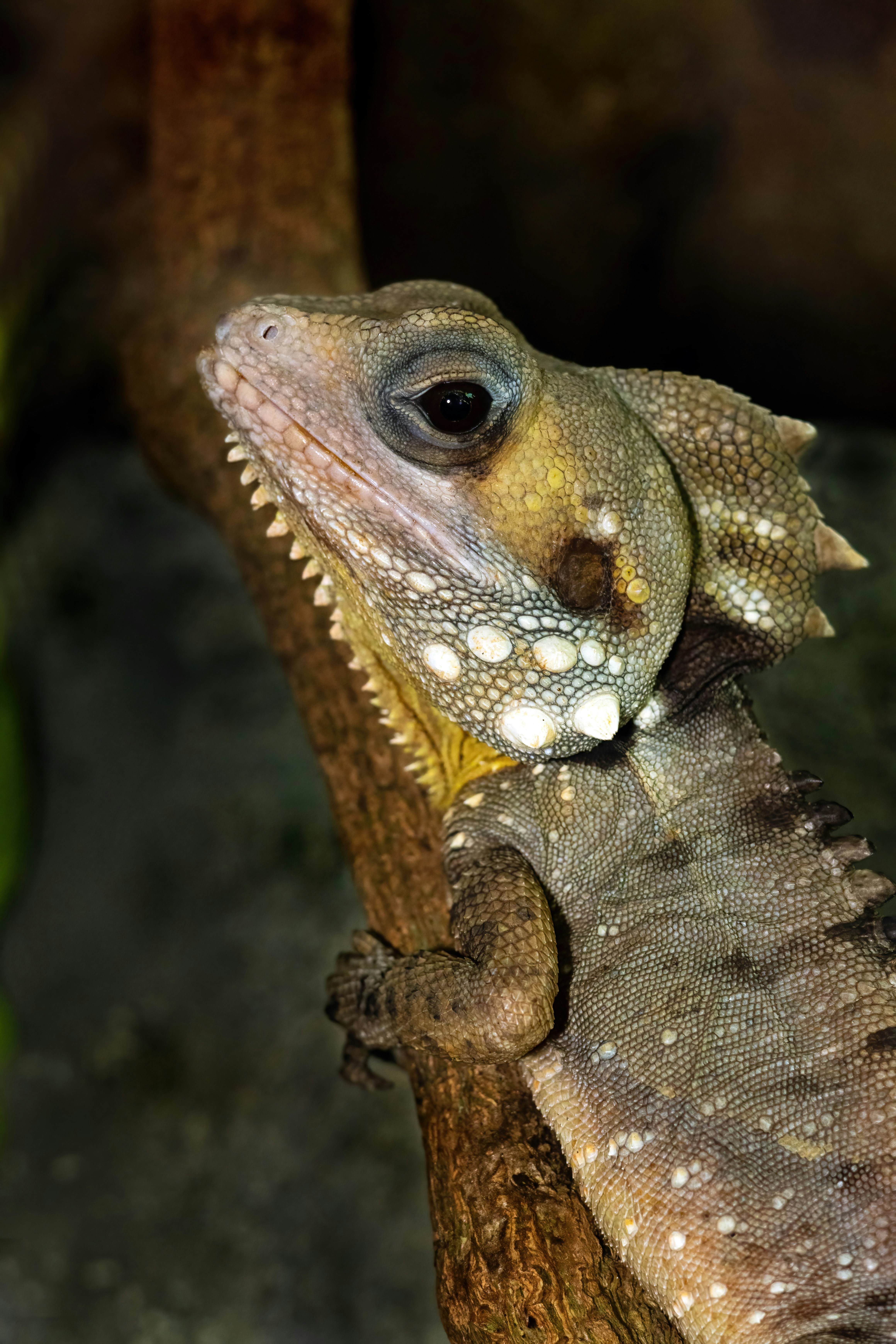 A close up of a lizard on a tree branch photo – Free Kuranda koala ...