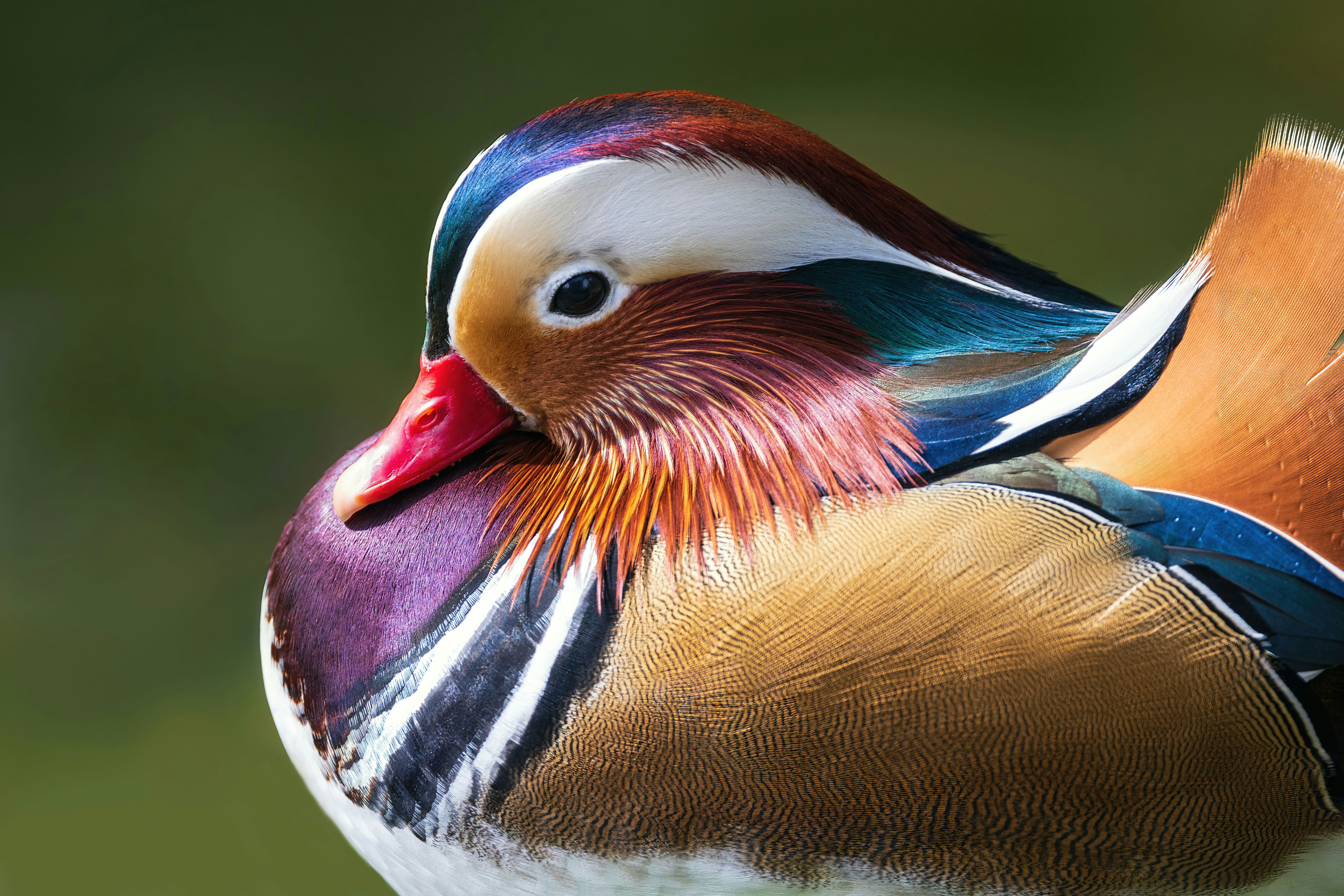 A close up of a colorful bird with a blurry background photo – Free ...