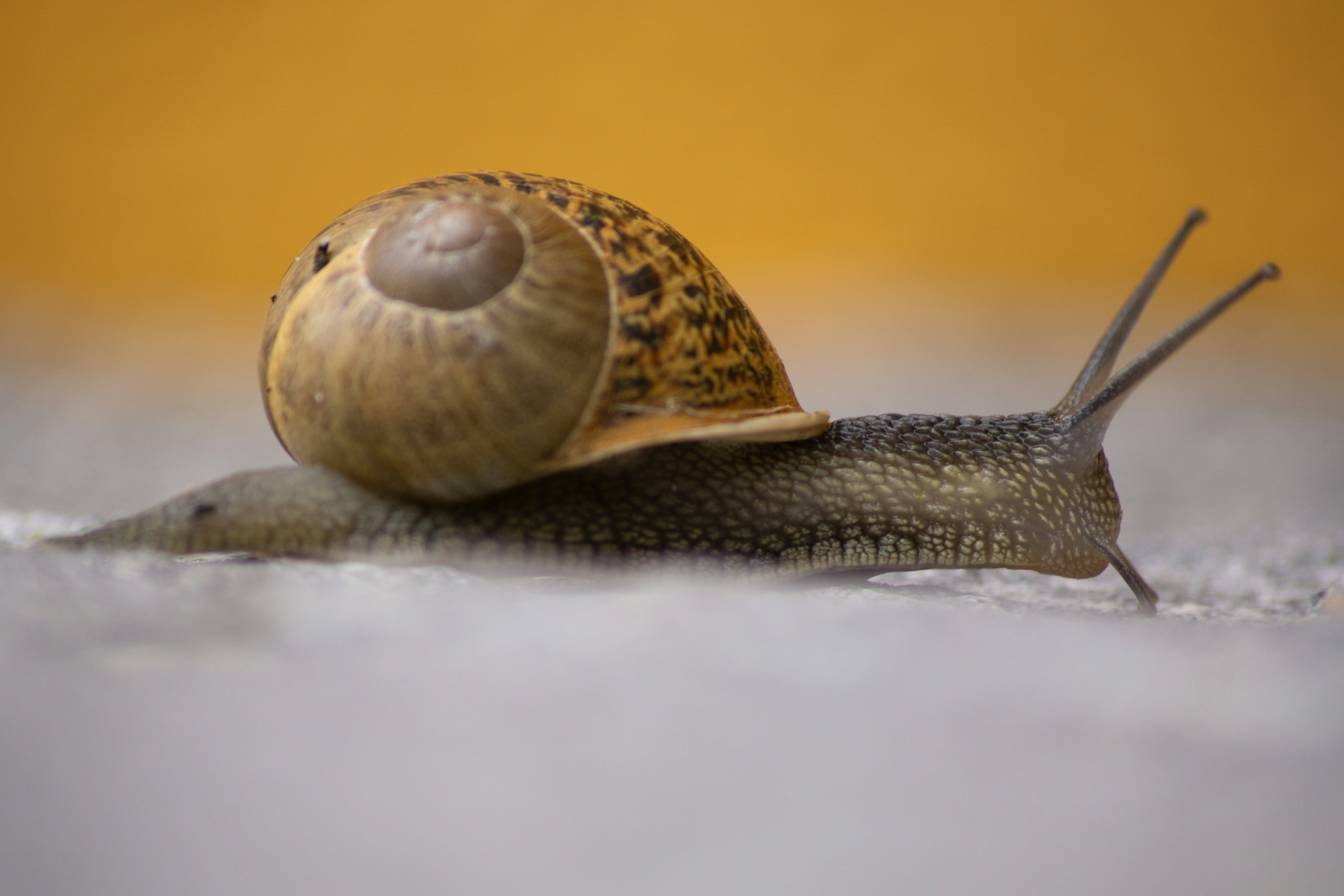 Imágenes de Macro Caracol | Descarga imágenes gratuitas en Unsplash
