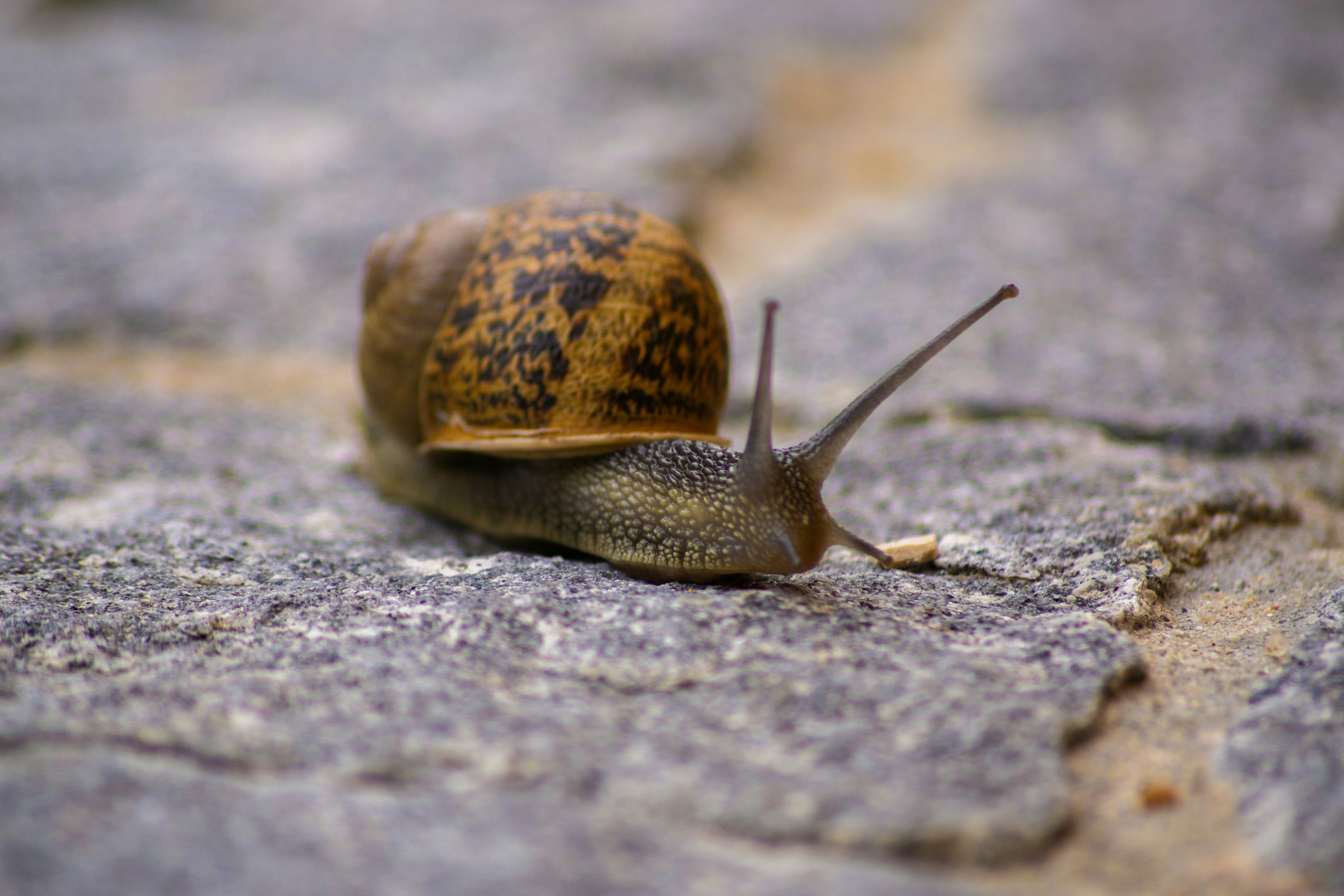 Imágenes de Macro Caracol | Descarga imágenes gratuitas en Unsplash