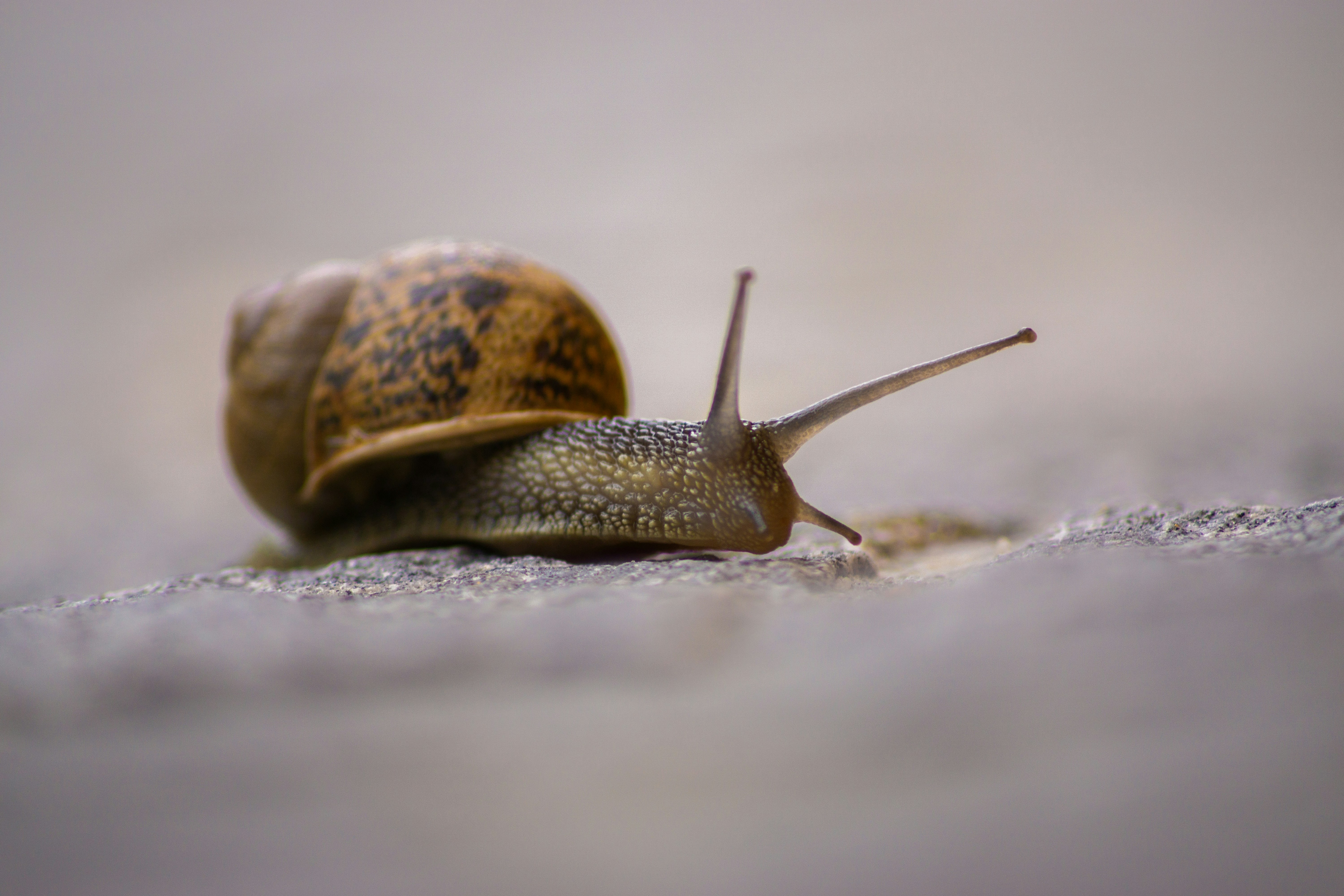 Imágenes de Macro Caracol | Descarga imágenes gratuitas en Unsplash