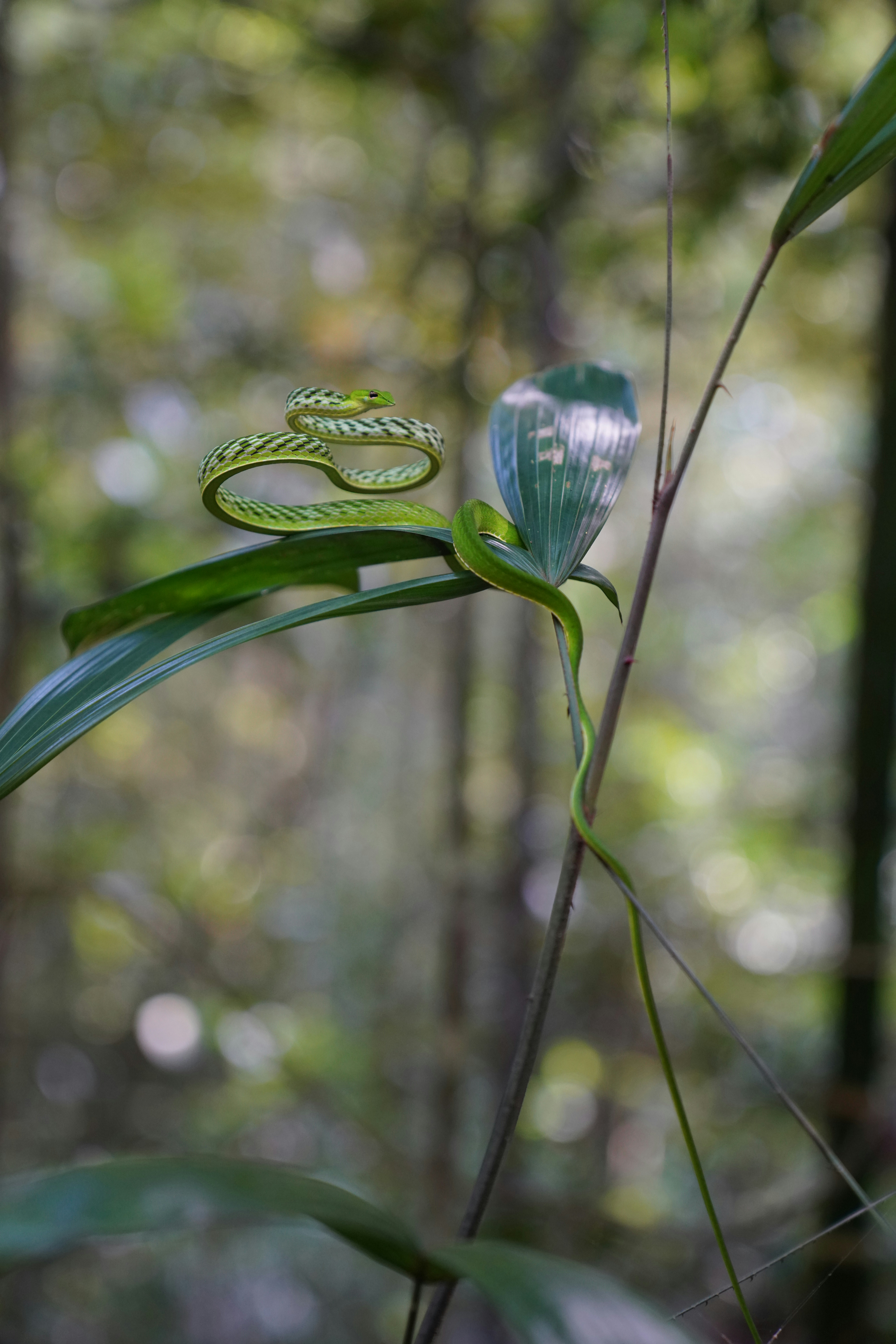 Emerald Coil in Dappled Light: A Vine's Quiet Spiral