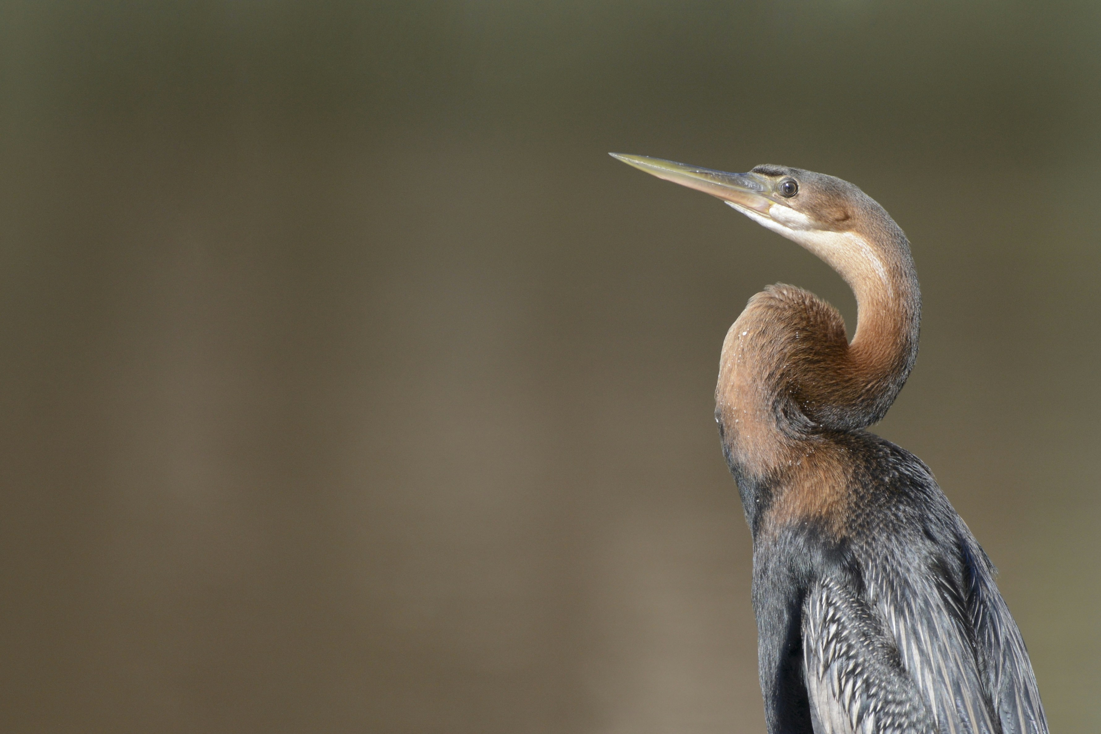 Curved Elegance: A Heron Poses Against a Quiet Pond