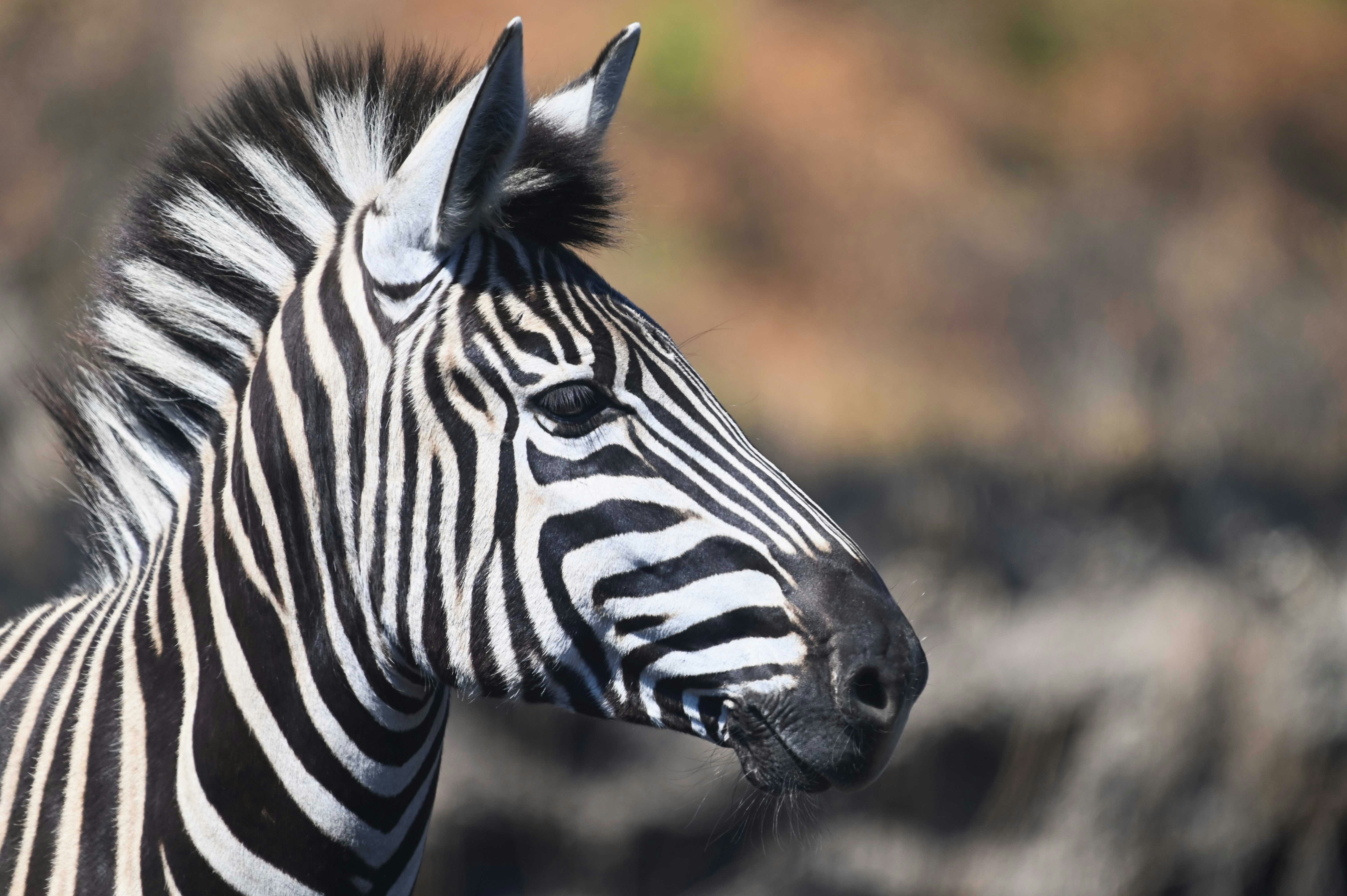 A close up of a zebra with a blurry background photo – Free Wildlife ...