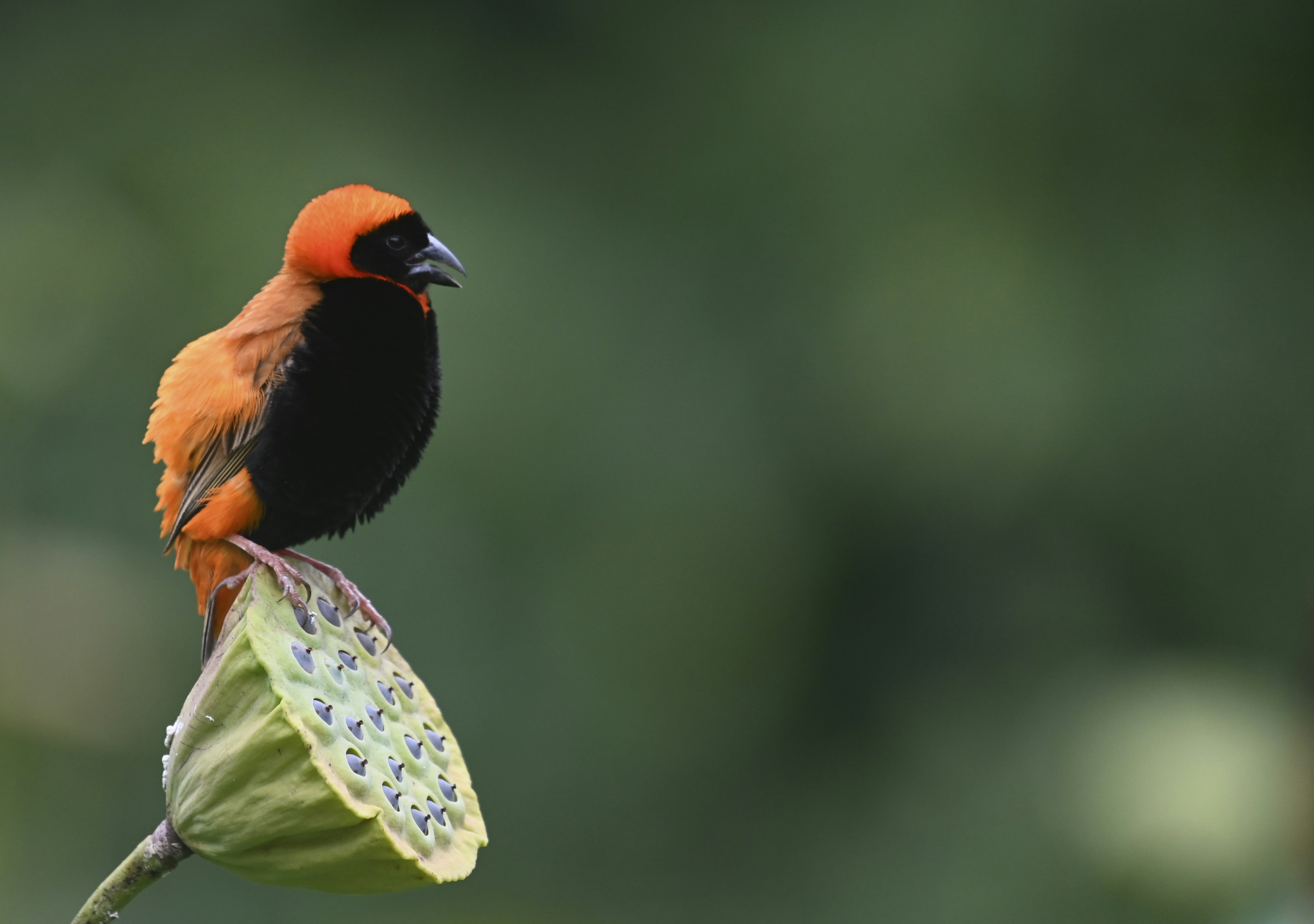 Crimson Crest on a Seedpod: a Sunbird in Quiet Green