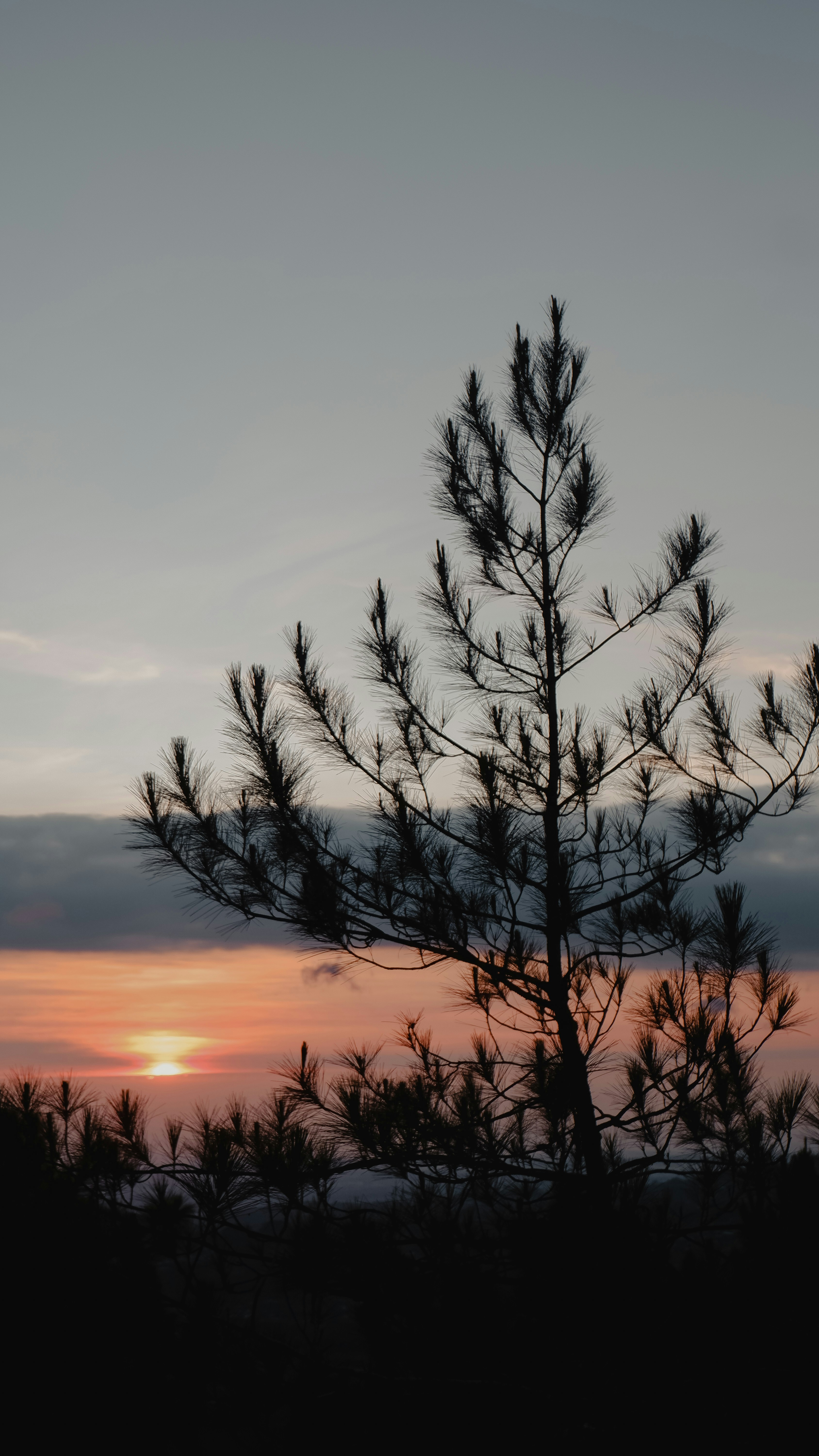 A pine tree is silhouetted against a sunset photo – Free Central java ...