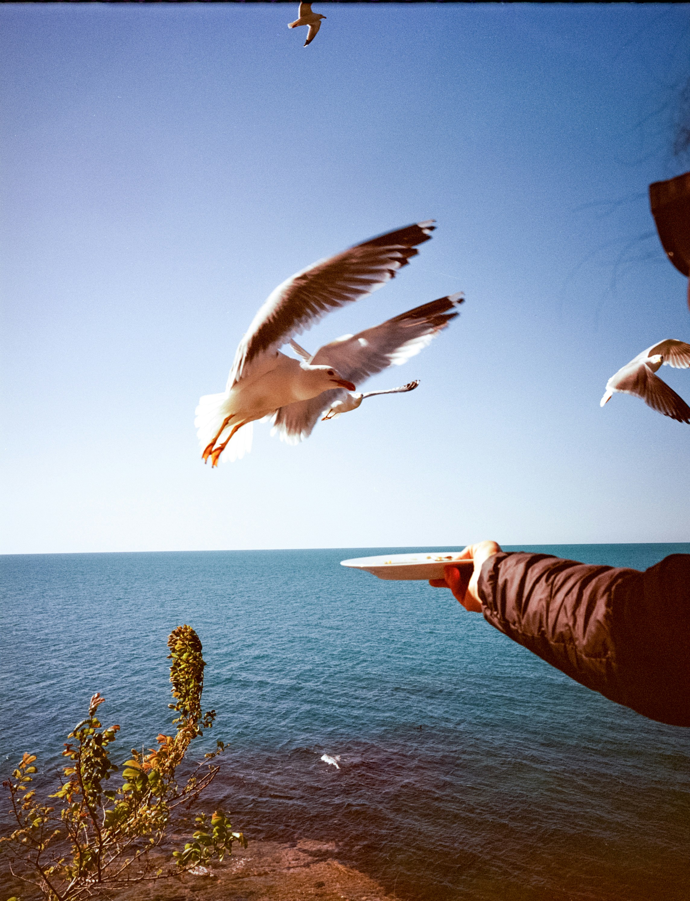 Seabird Snack Flight: A Plate-Bearing Gulls’ Lunch Over the Horizon