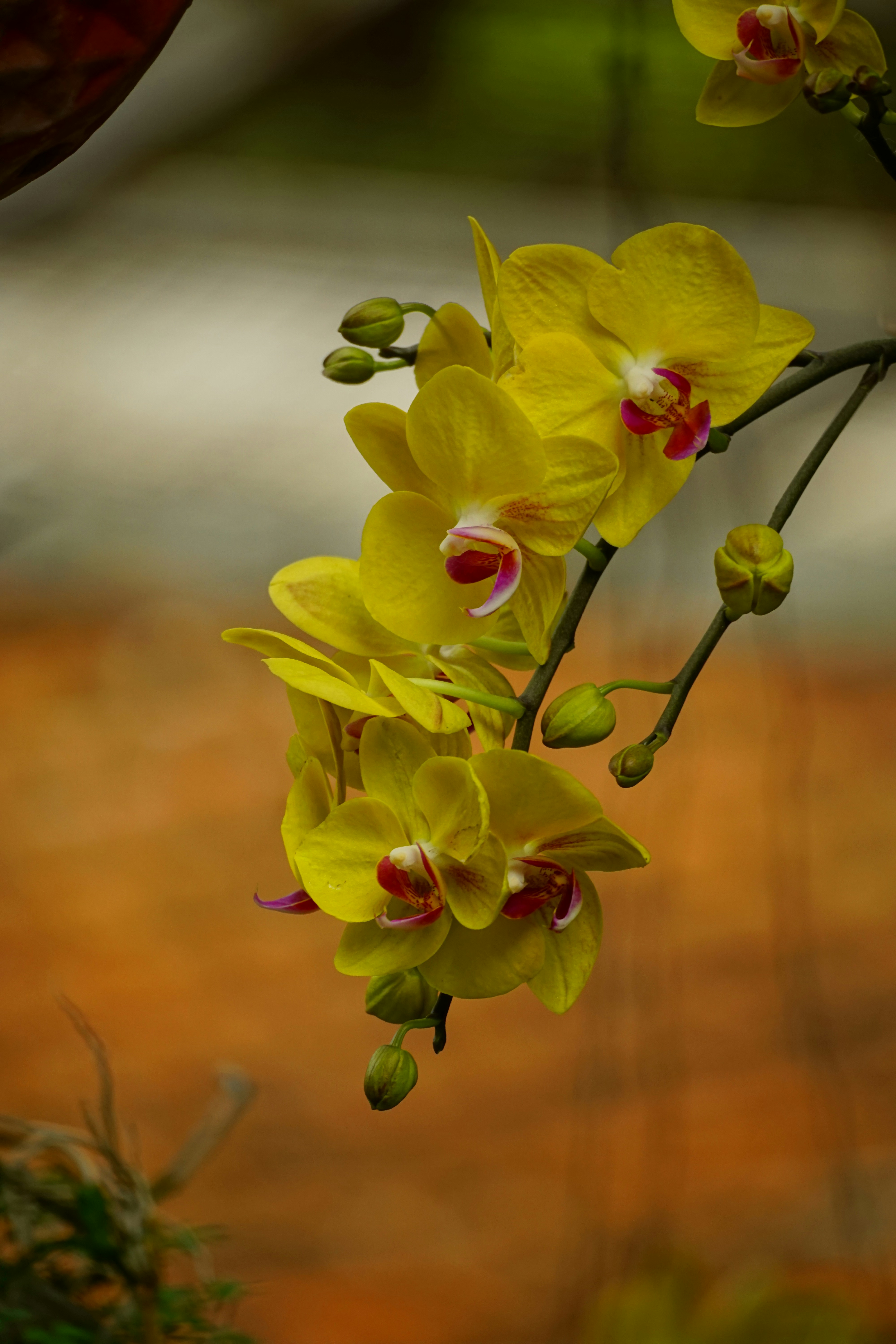 Sunlit Orchid Cascade Against a Blurred Autumn Backdrop
