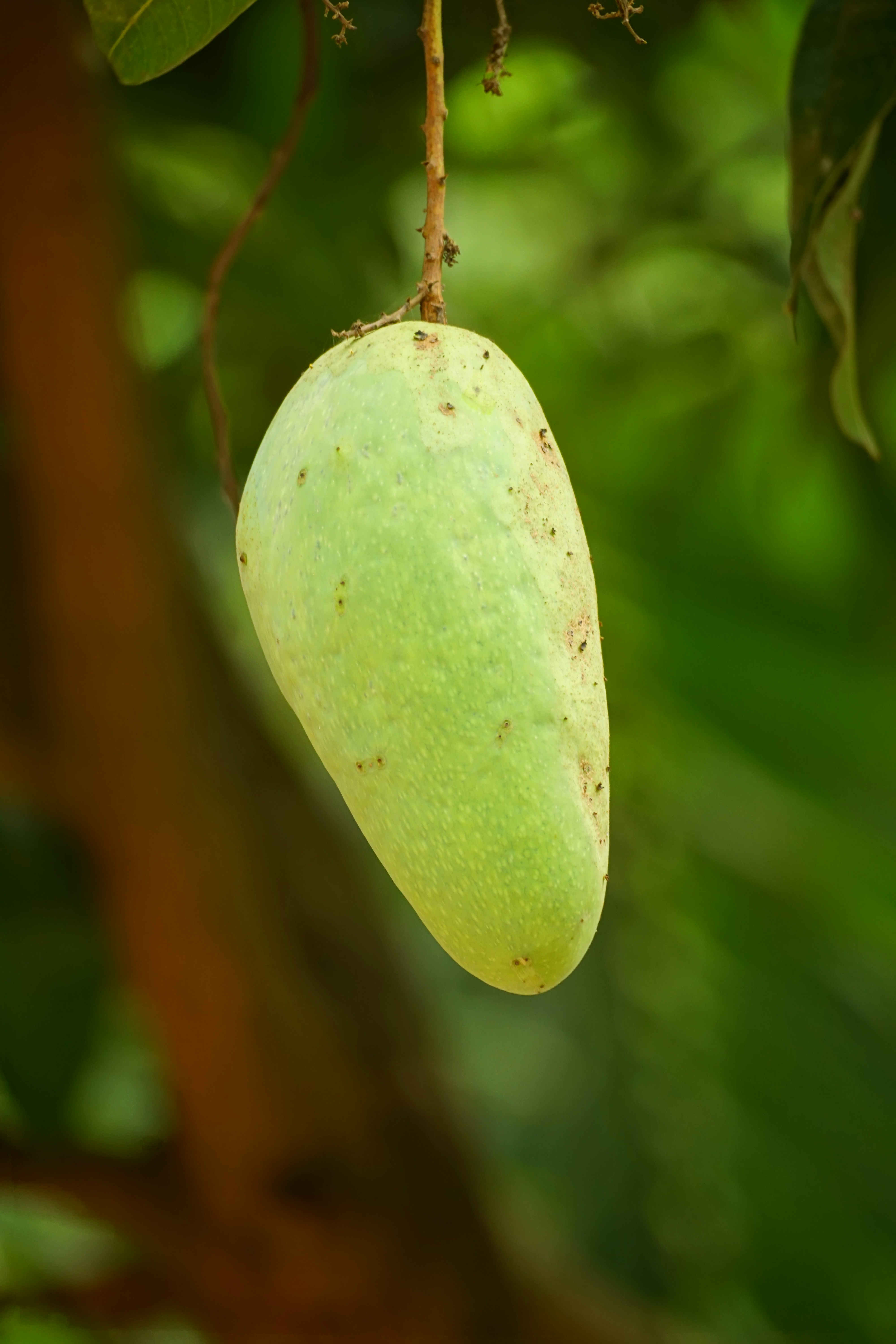 Verdant Pendant: A lone mango suspended in a velvet-green blur