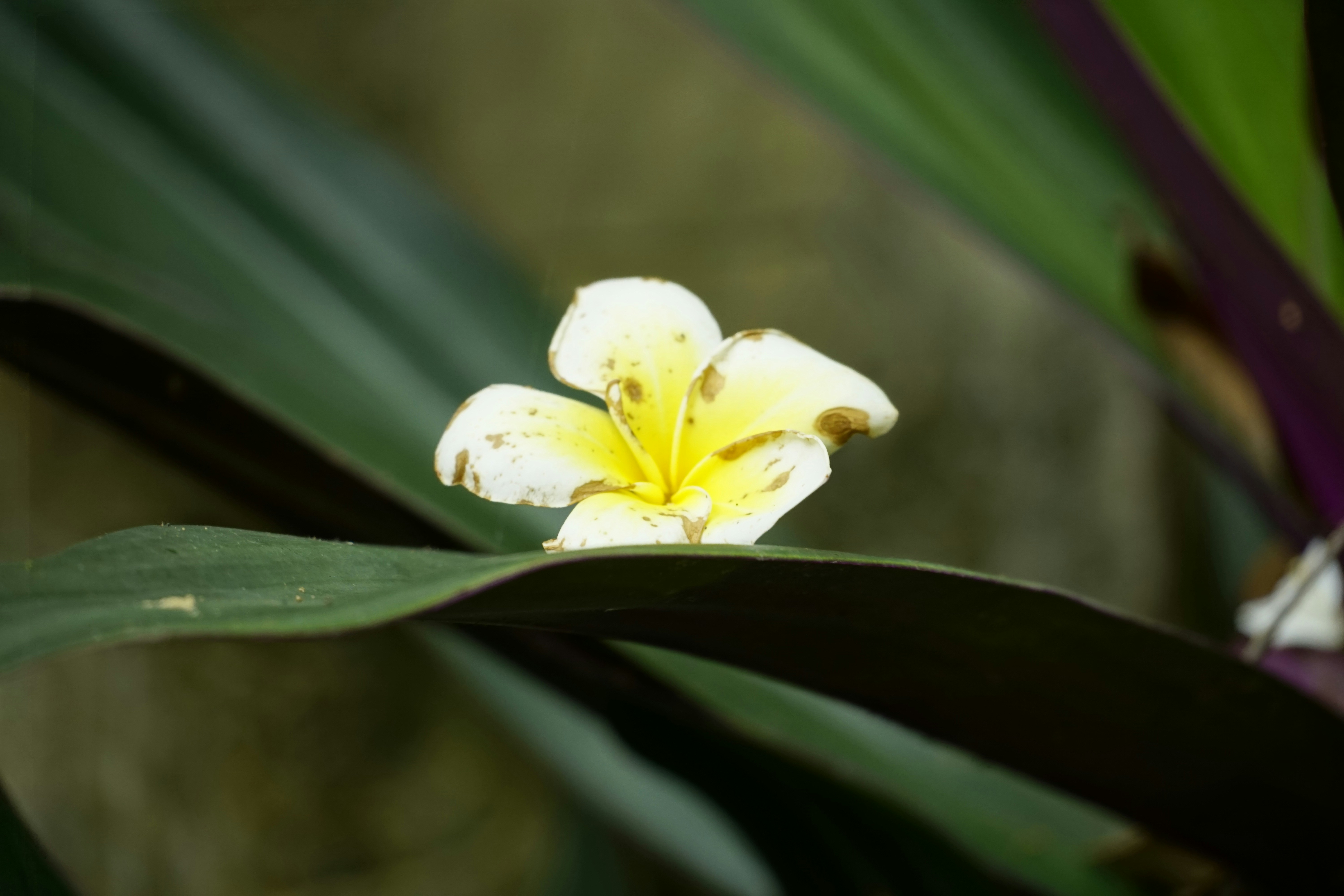 Yellow Frill in Quiet Green: A Close-Up of a Delicate Lily Bloom