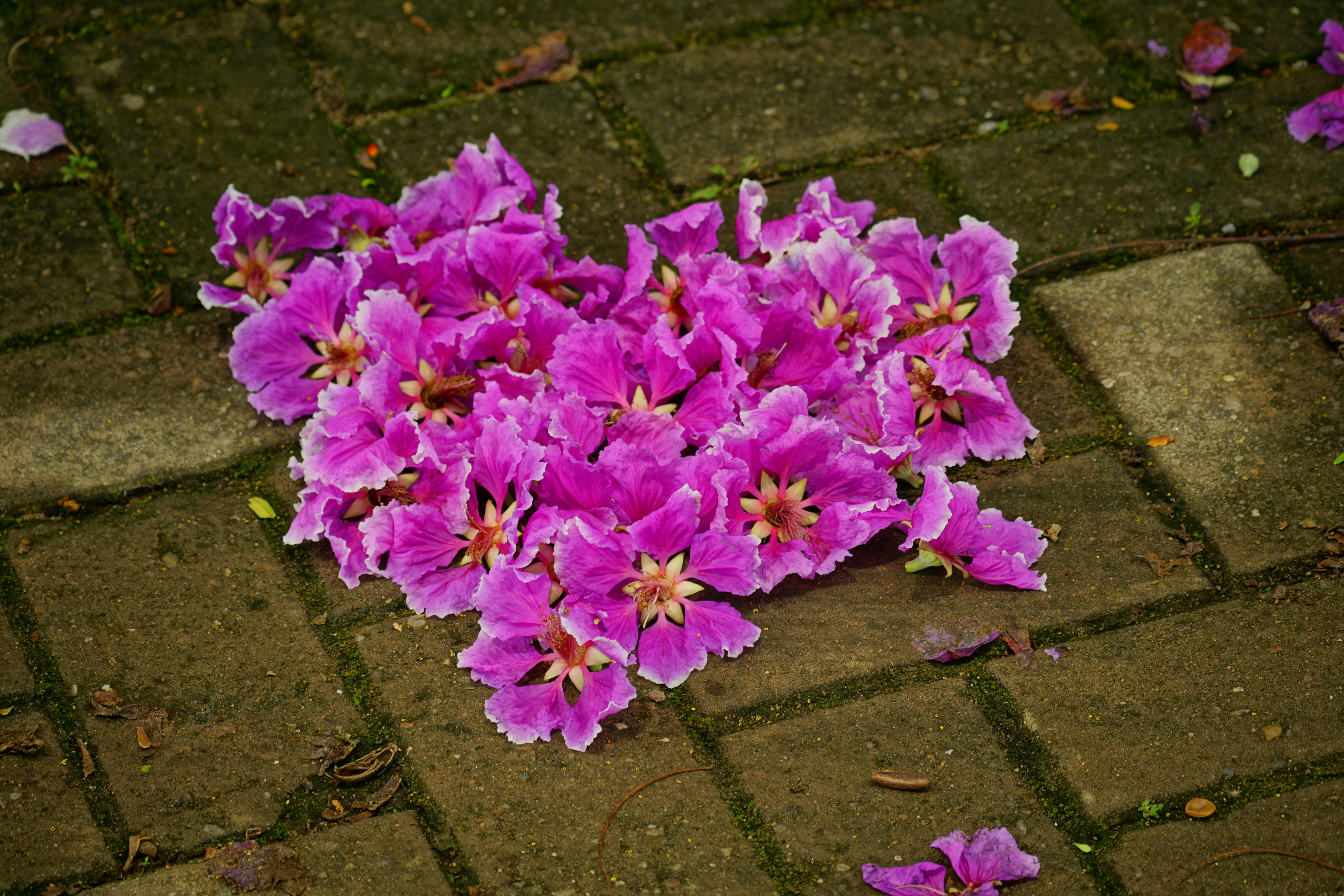 Photo by Duy Le Duc with Sony Alpha 6000