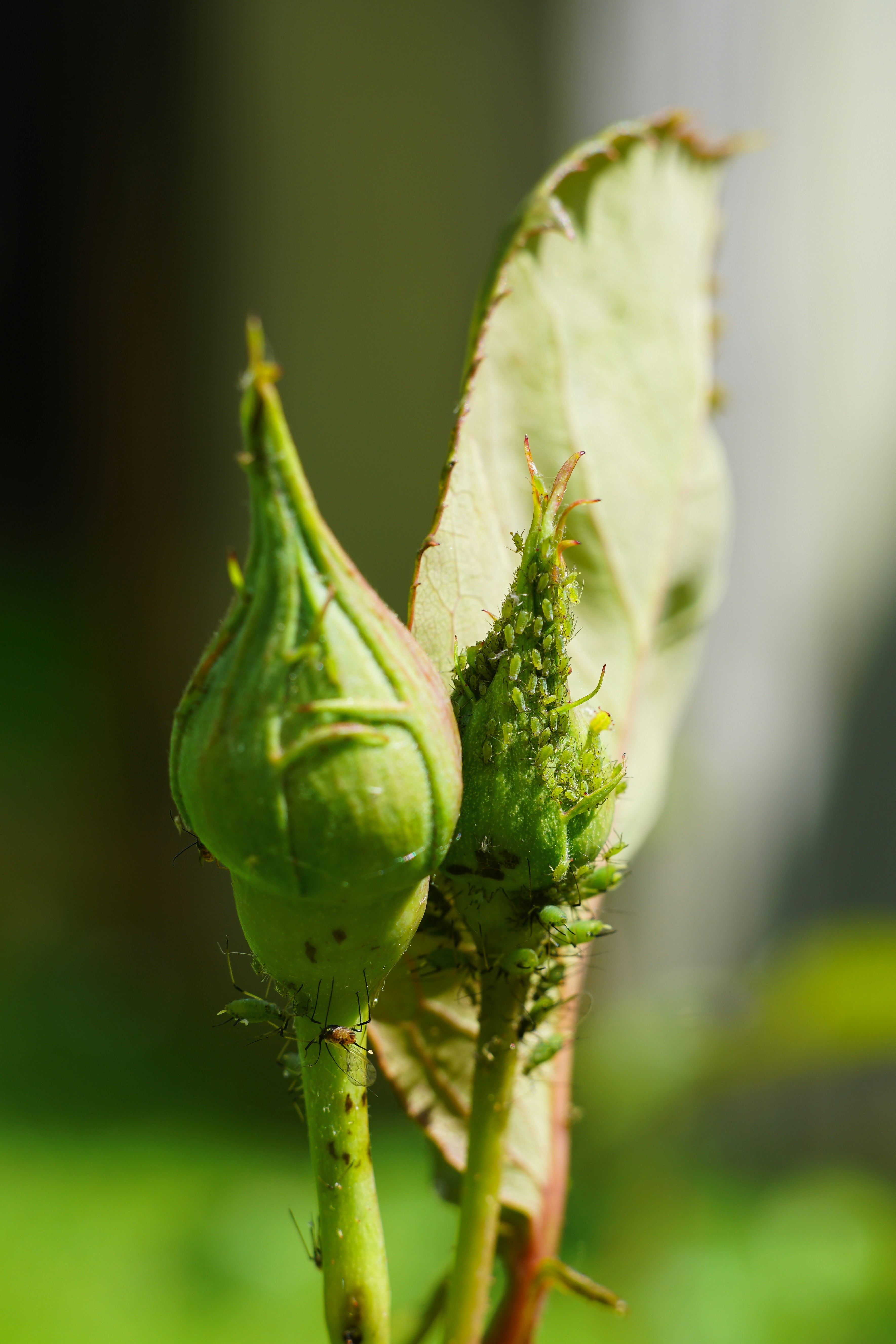 A close up of a flower bud with a bug crawling on it photo – Free Rose ...