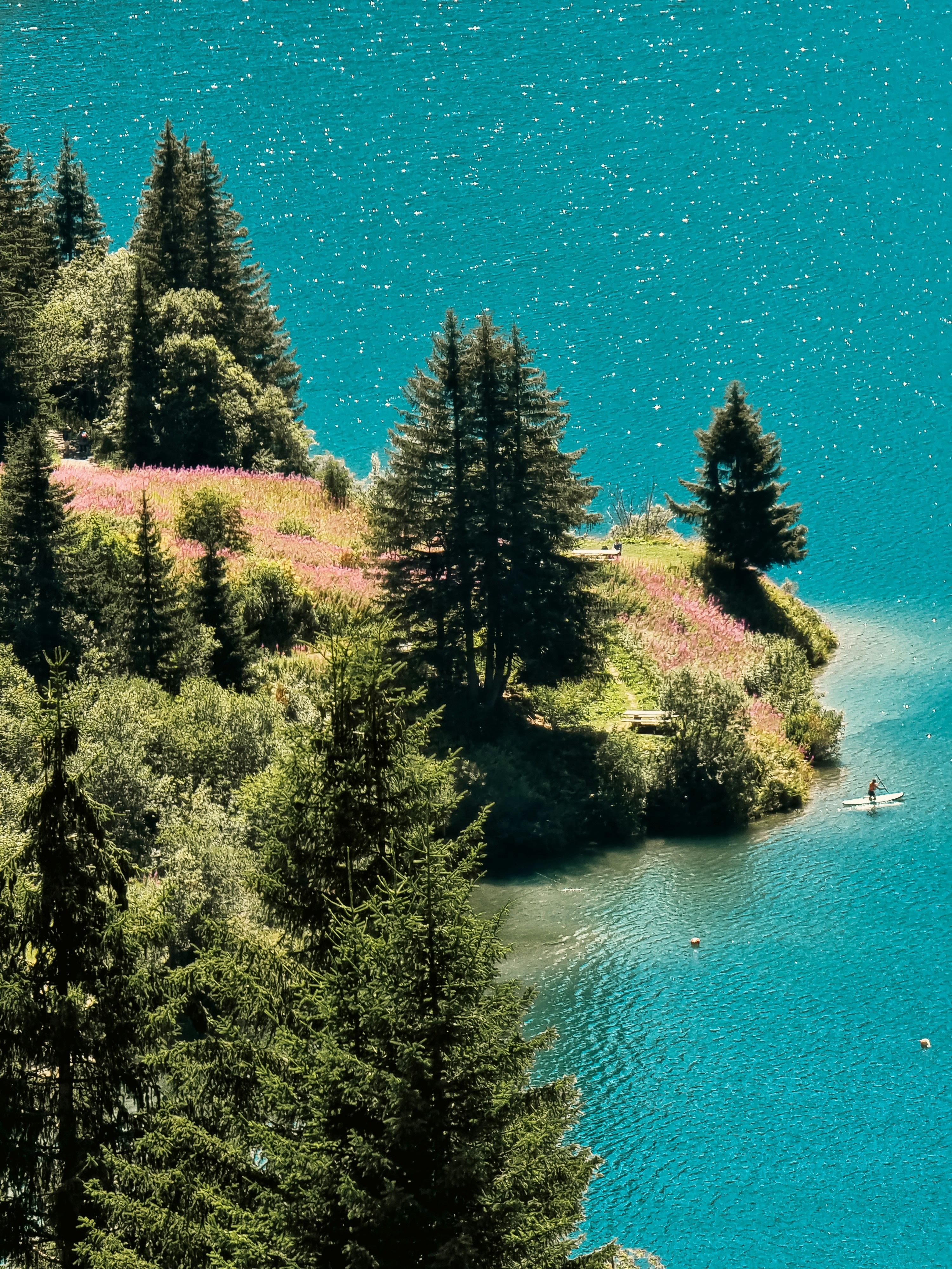 Aerial view of a pine-clad peninsula with pink wildflowers jutting into a turquoise lake, while a lone kayaker paddles along the shoreline.